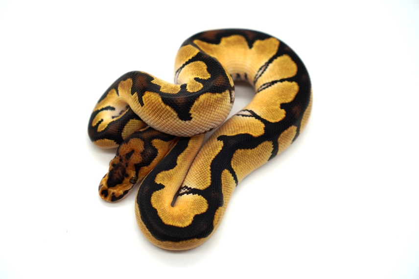 High Intensity OD - Ball Python Traits - Morphpedia