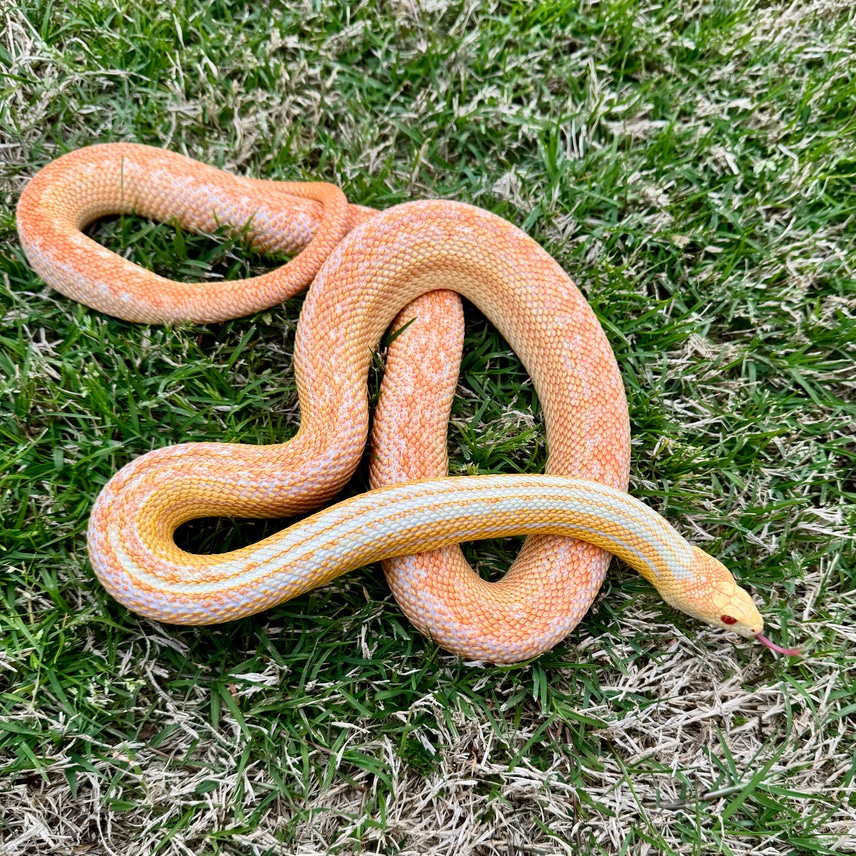 Albino (Applegate) - Gopher Snake Traits - Morphpedia