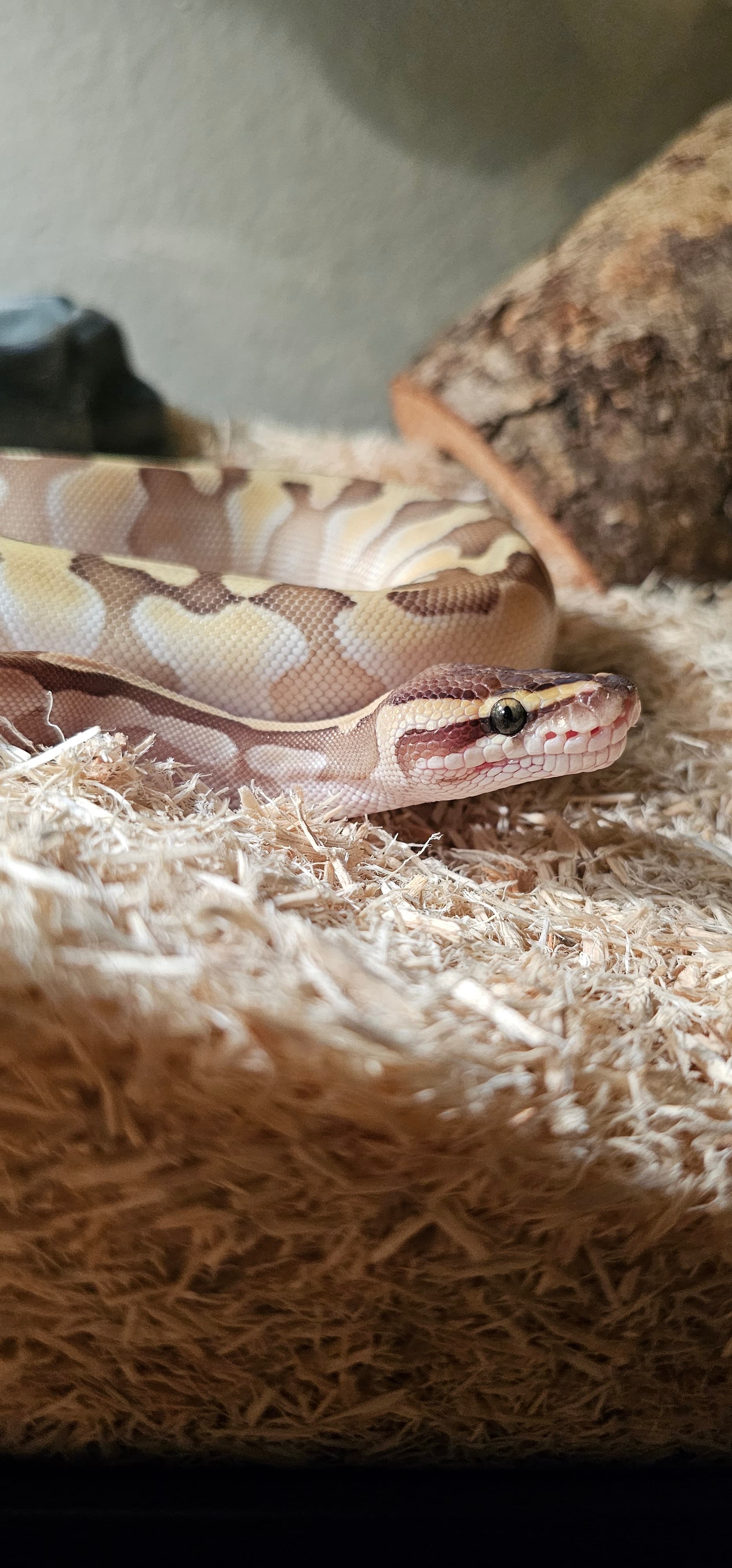 Satisfied with her first adult mouse :) - Ball Pythons - MorphMarket ...