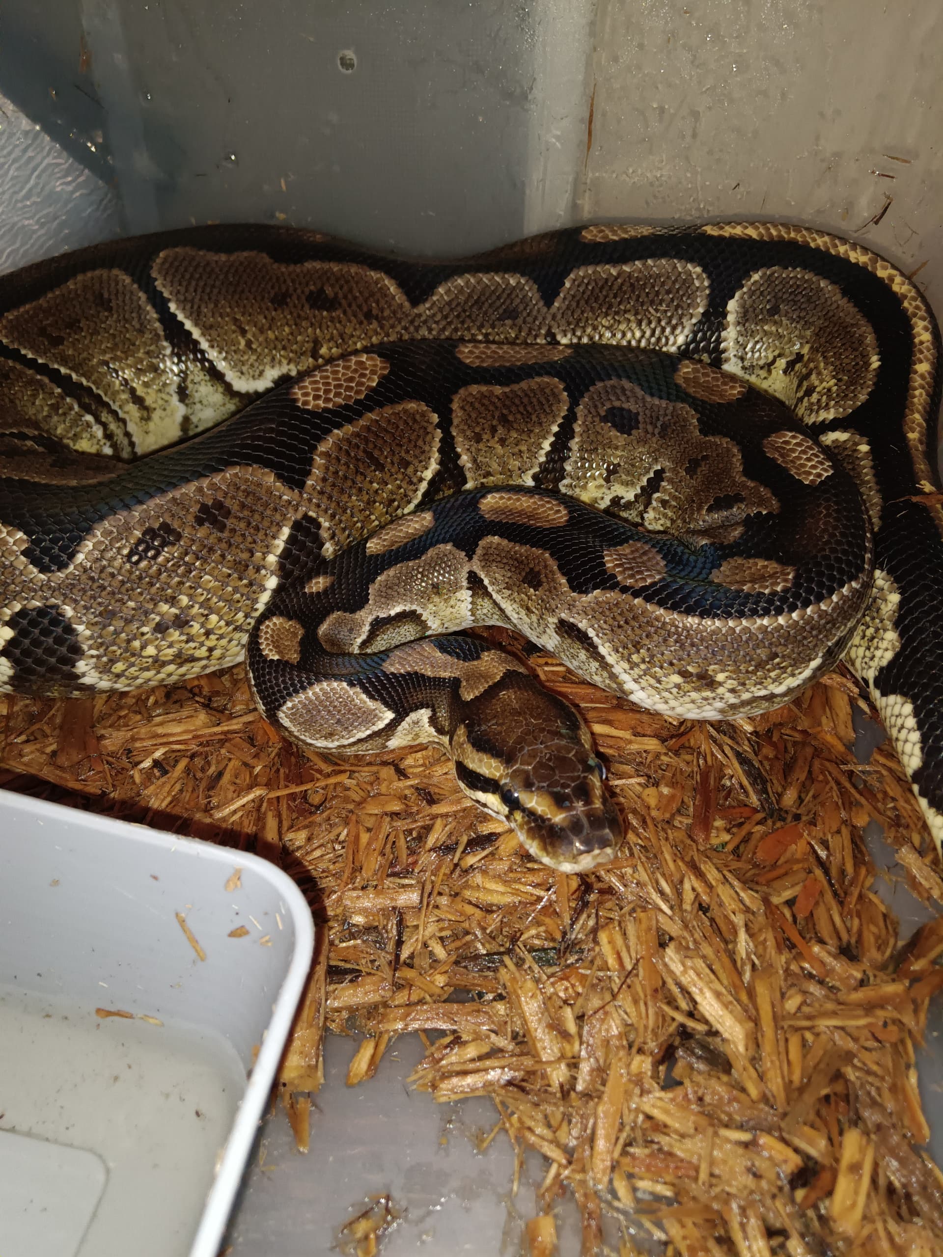 Ball python help identifying - Ball Pythons - MorphMarket Reptile Community