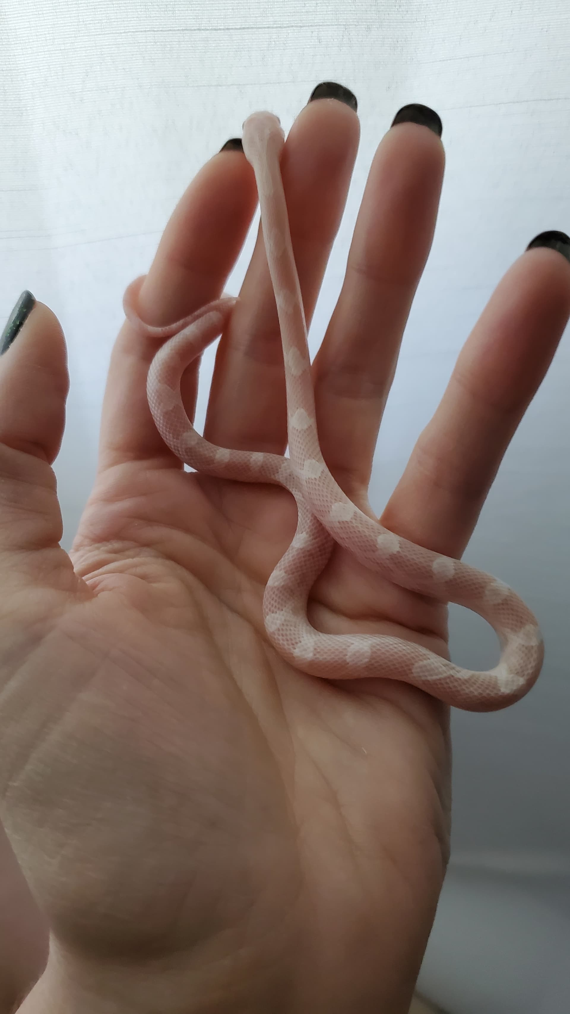 2025 Haus full of Noodles - Page 9 - Corn Snakes - MorphMarket Reptile ...