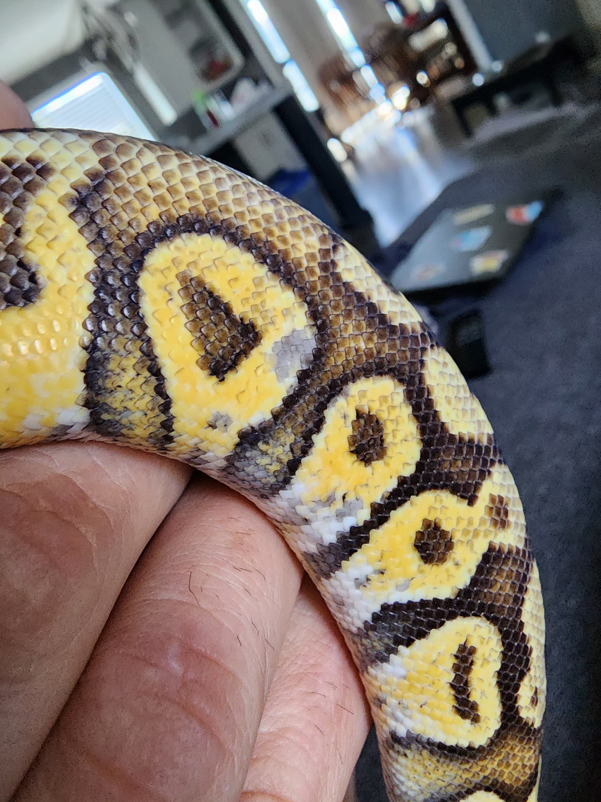 ID help was told came from petco - Ball Pythons - MorphMarket Reptile ...