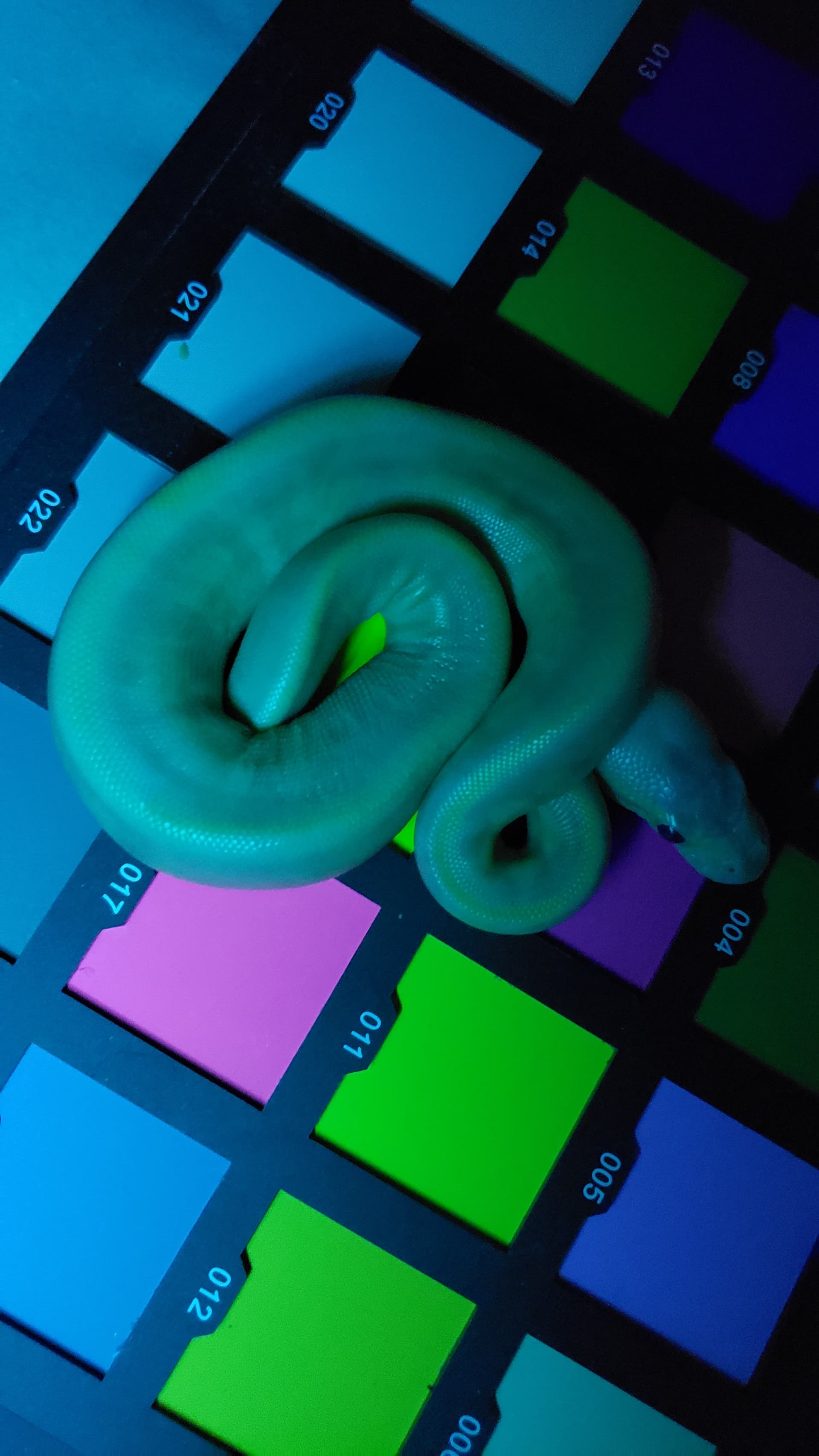 Tiny clutch ID help low markers - Ball Pythons - MorphMarket Reptile ...