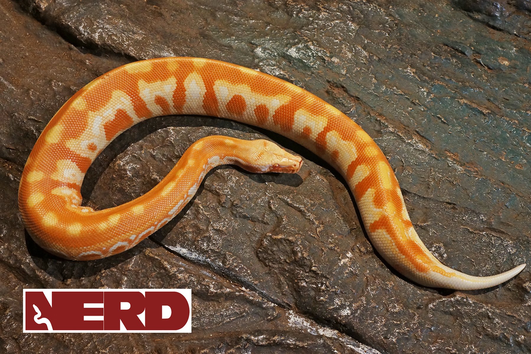 Albino (T-) (Blood) - Short-tailed Python Traits - Morphpedia