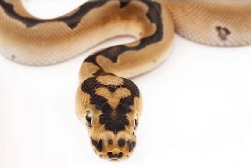 Valentino Ball Python - Ball Pythons - MorphMarket Reptile Community