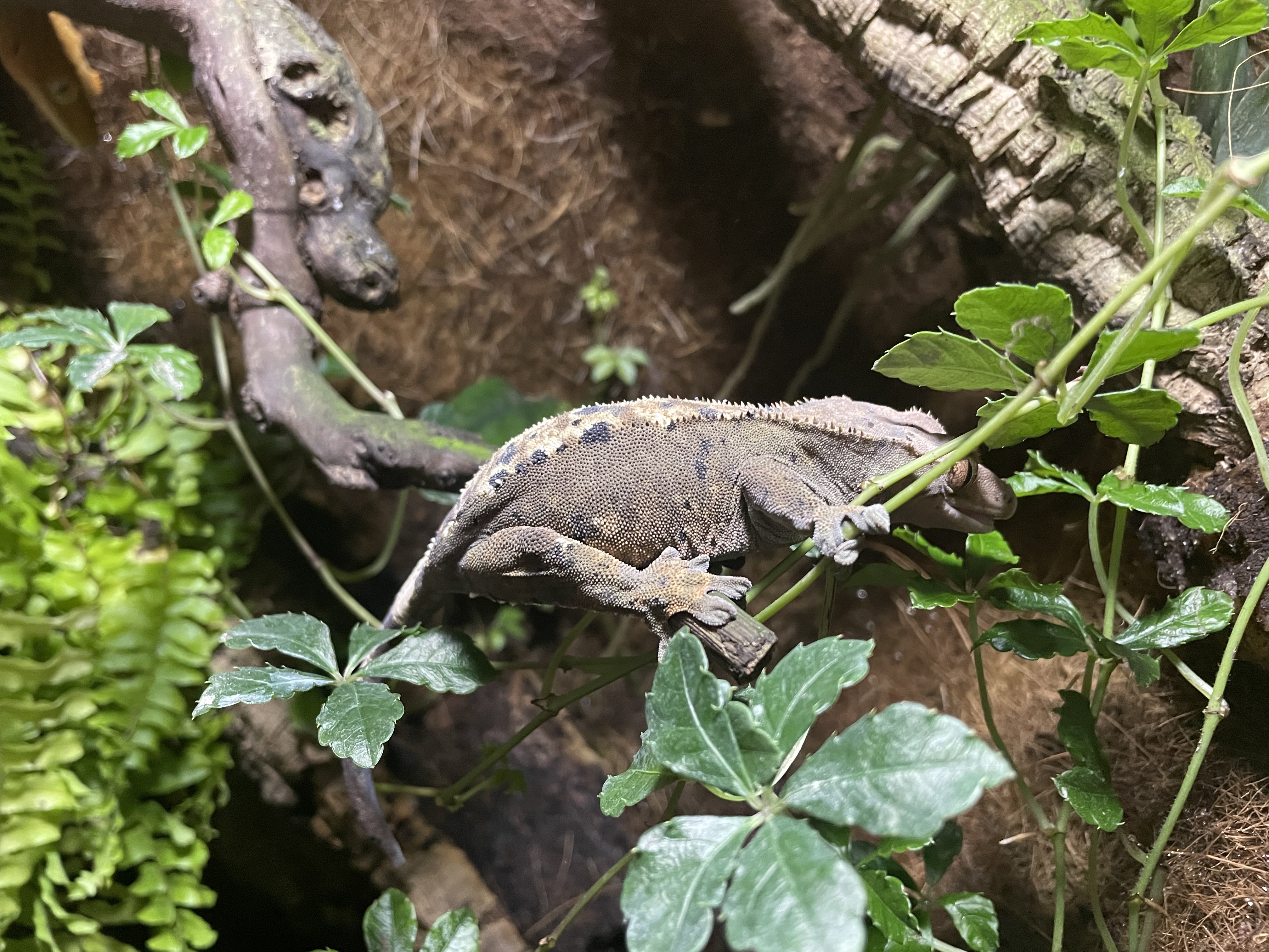 Breeders certificate layout - Crested Geckos - MorphMarket Reptile ...