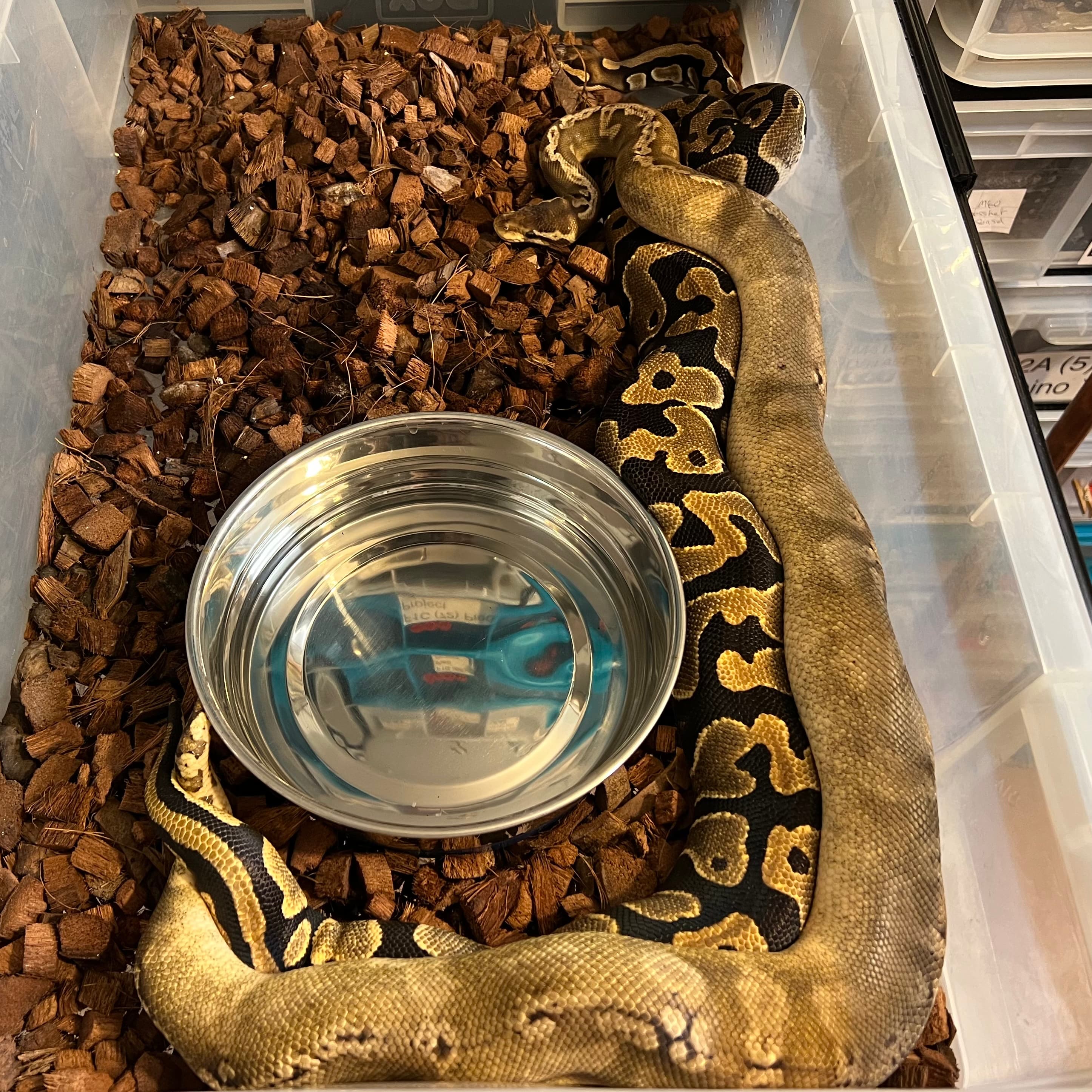 Slithering Love 😍 - Ball Pythons - MorphMarket Reptile Community