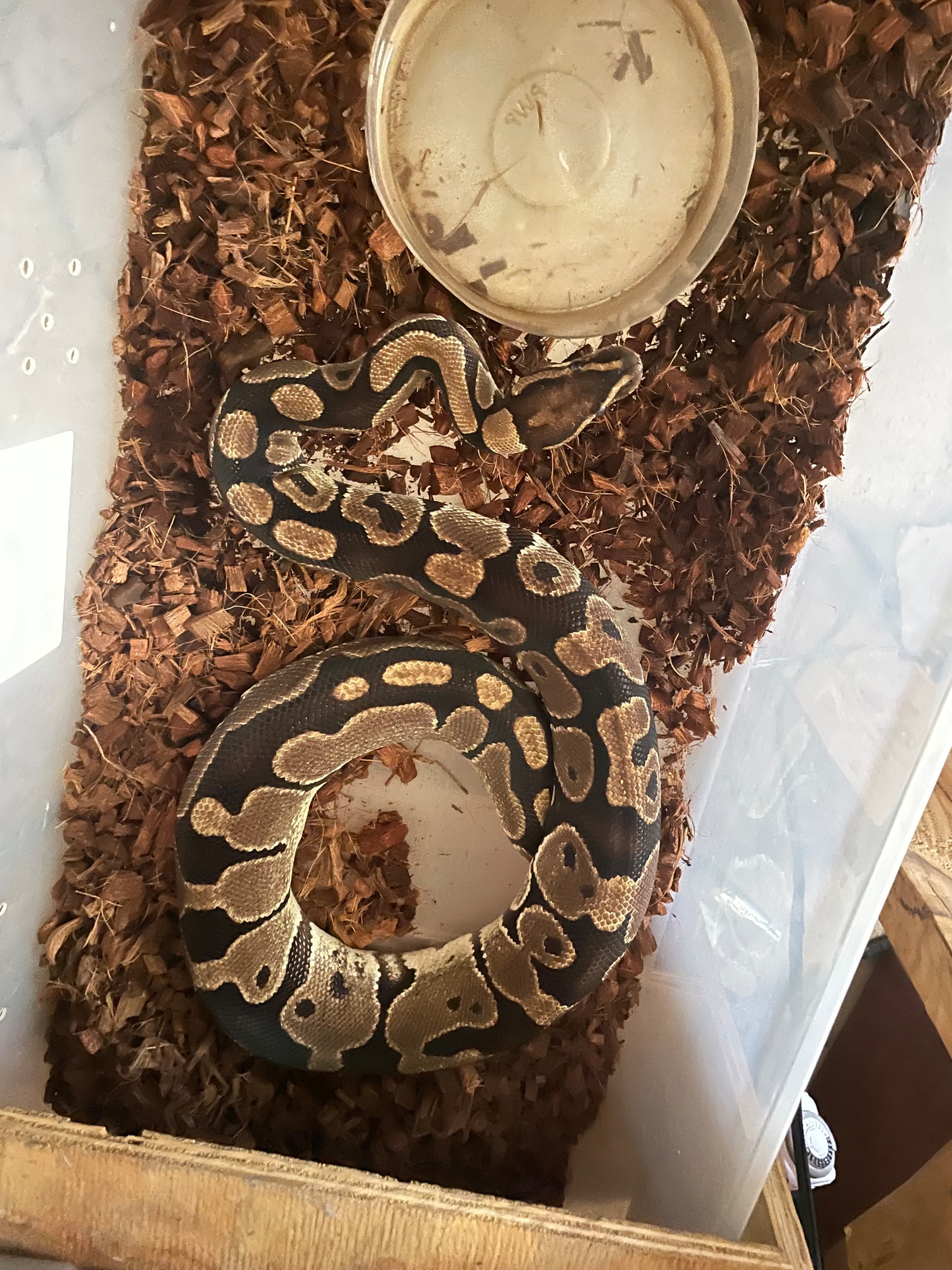 Help Normal or something else? - Ball Pythons - MorphMarket Reptile ...