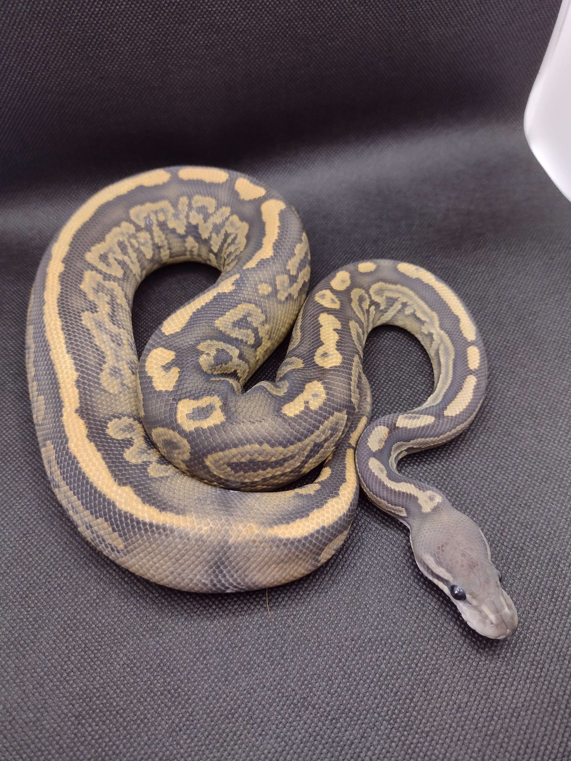 Blue/green yolk in egg - Ball Pythons - MorphMarket Reptile Community