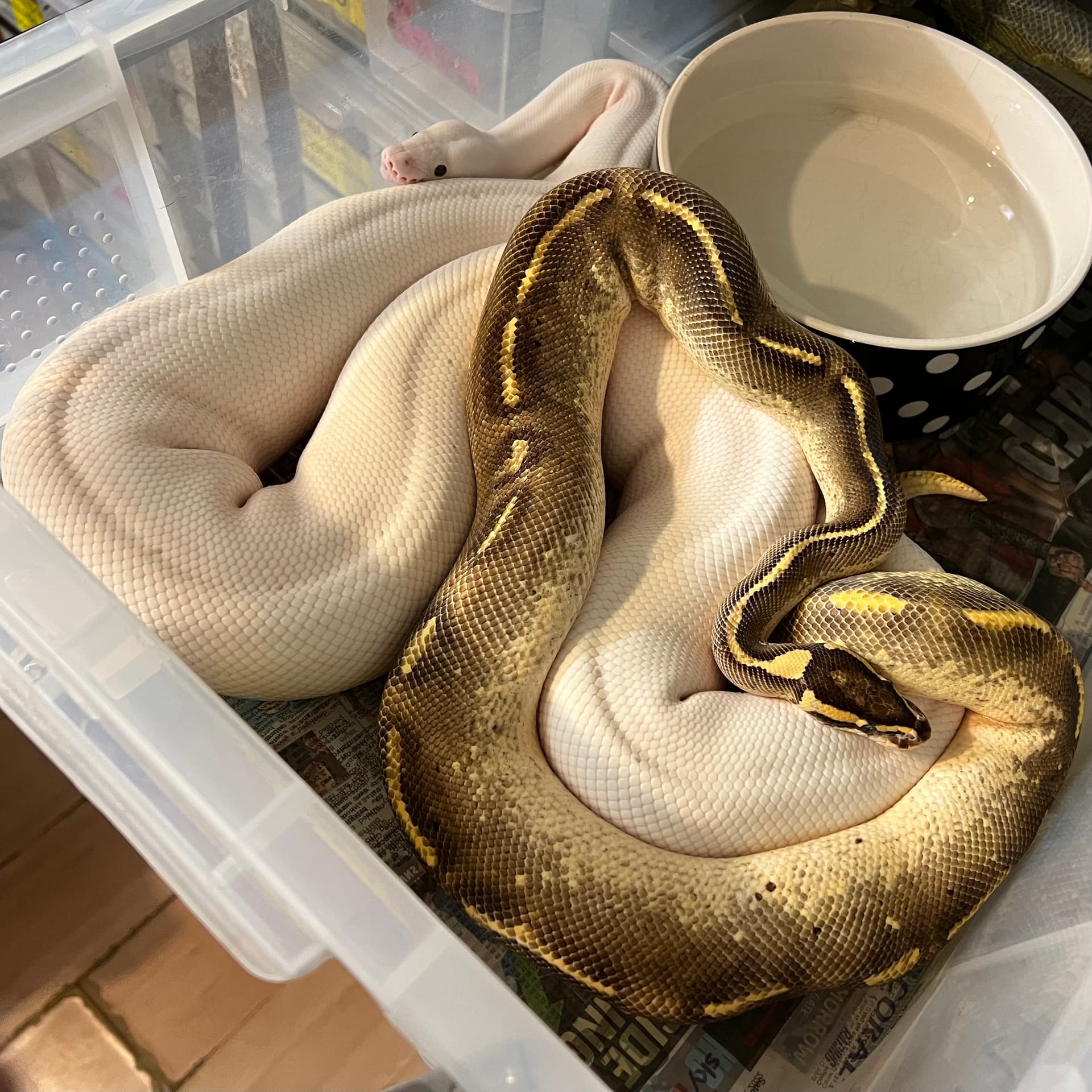 A few still locking 😍 - Ball Pythons - MorphMarket Reptile Community
