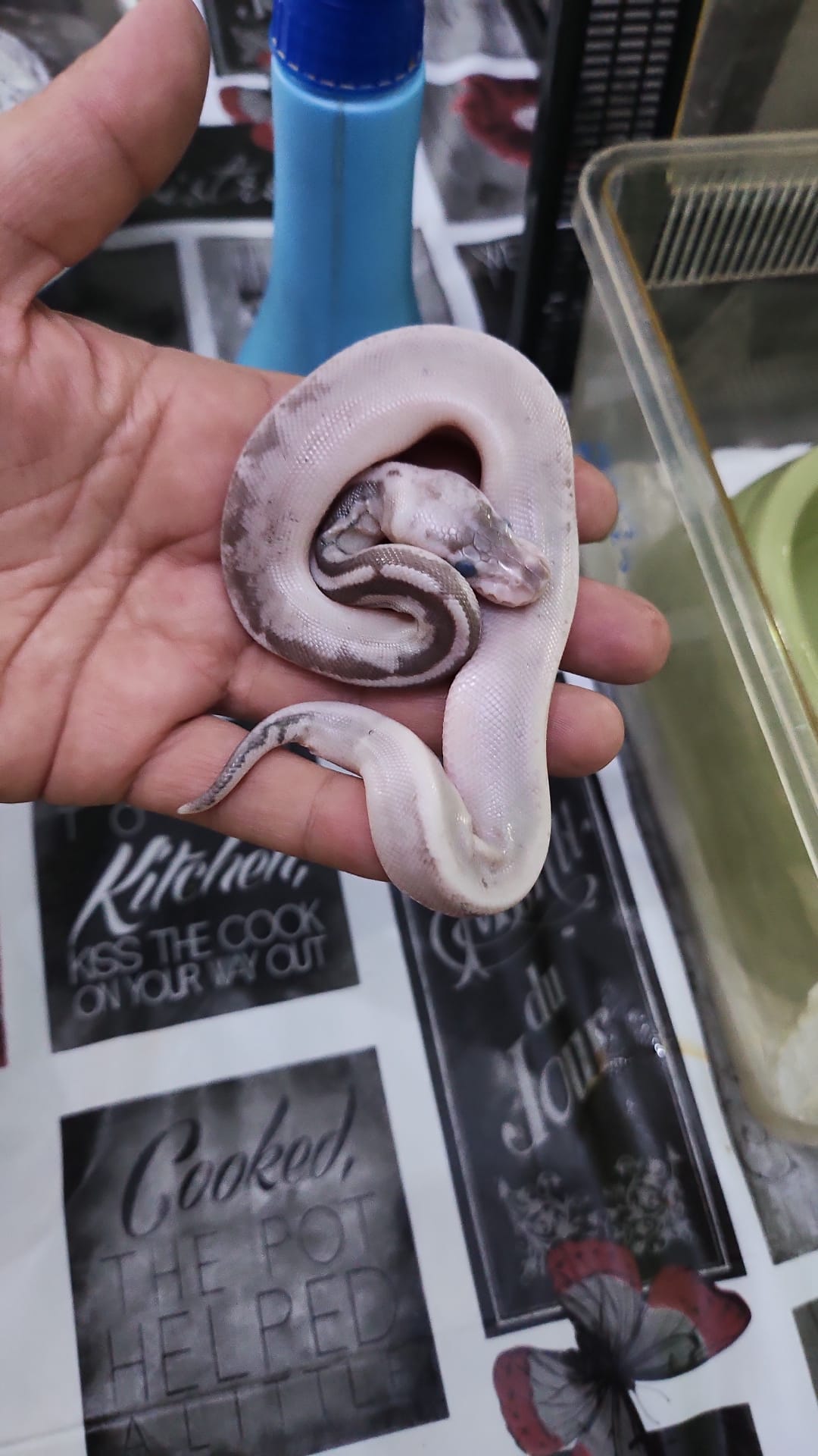 New baby's morph identification - Ball Pythons - MorphMarket Reptile ...