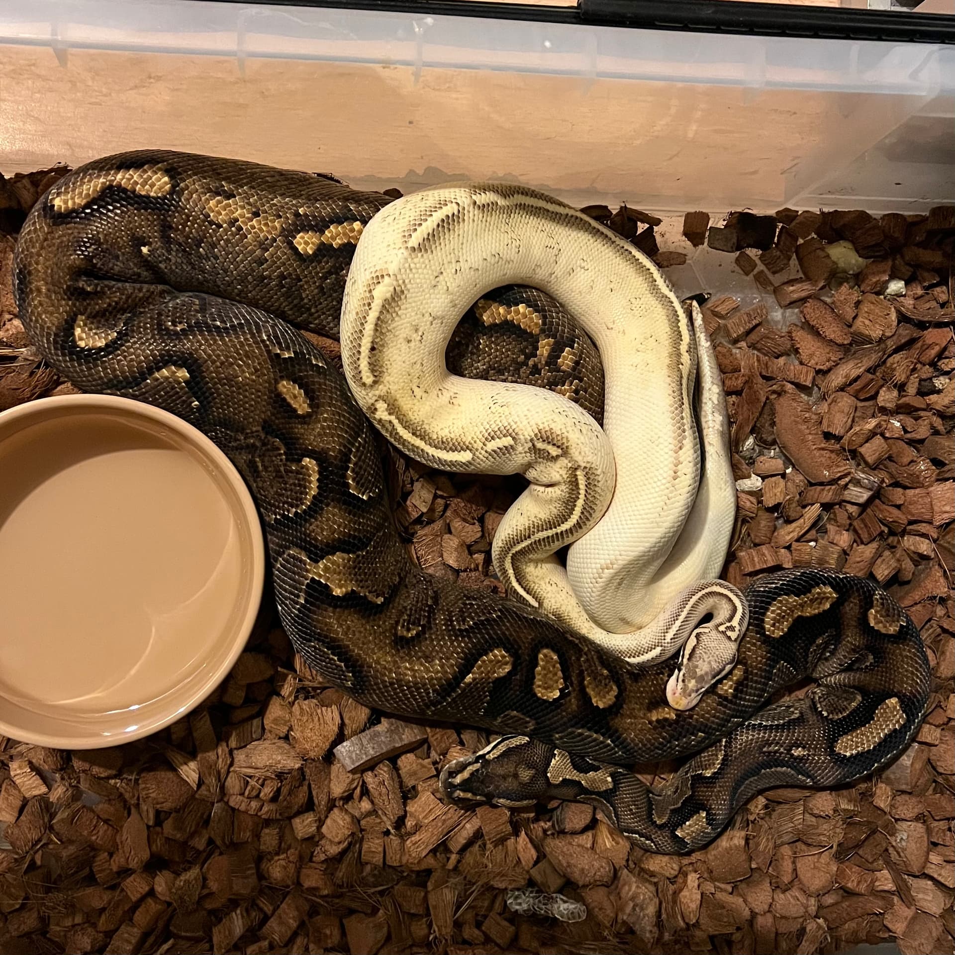 Part 3) last nights locks - Ball Pythons - MorphMarket Reptile Community