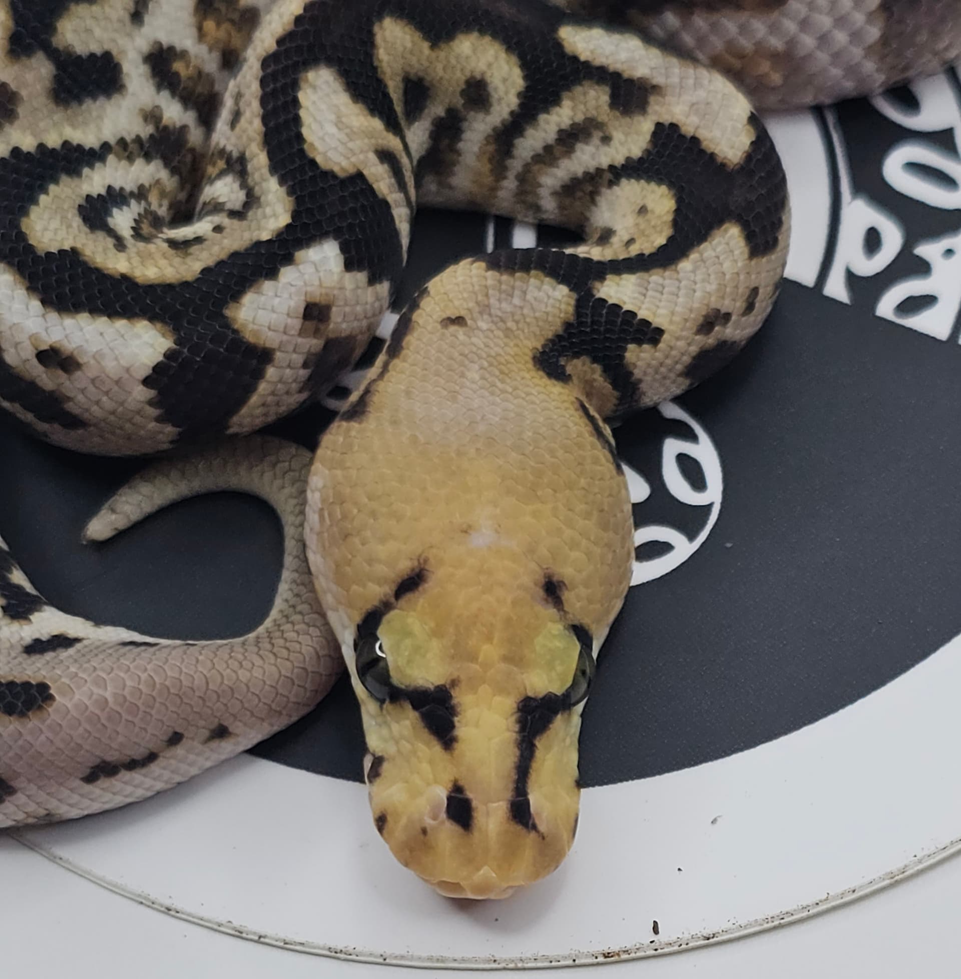 Thoughts/input on genes - Ball Pythons - MorphMarket Reptile Community