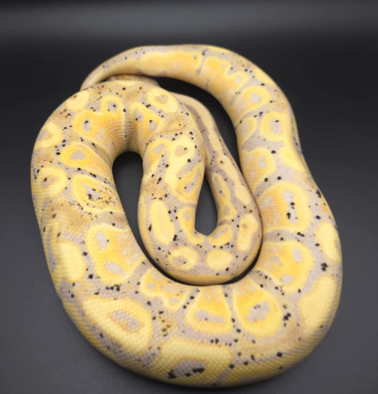 Trying to figure out morph - Ball Pythons - MorphMarket Reptile Community