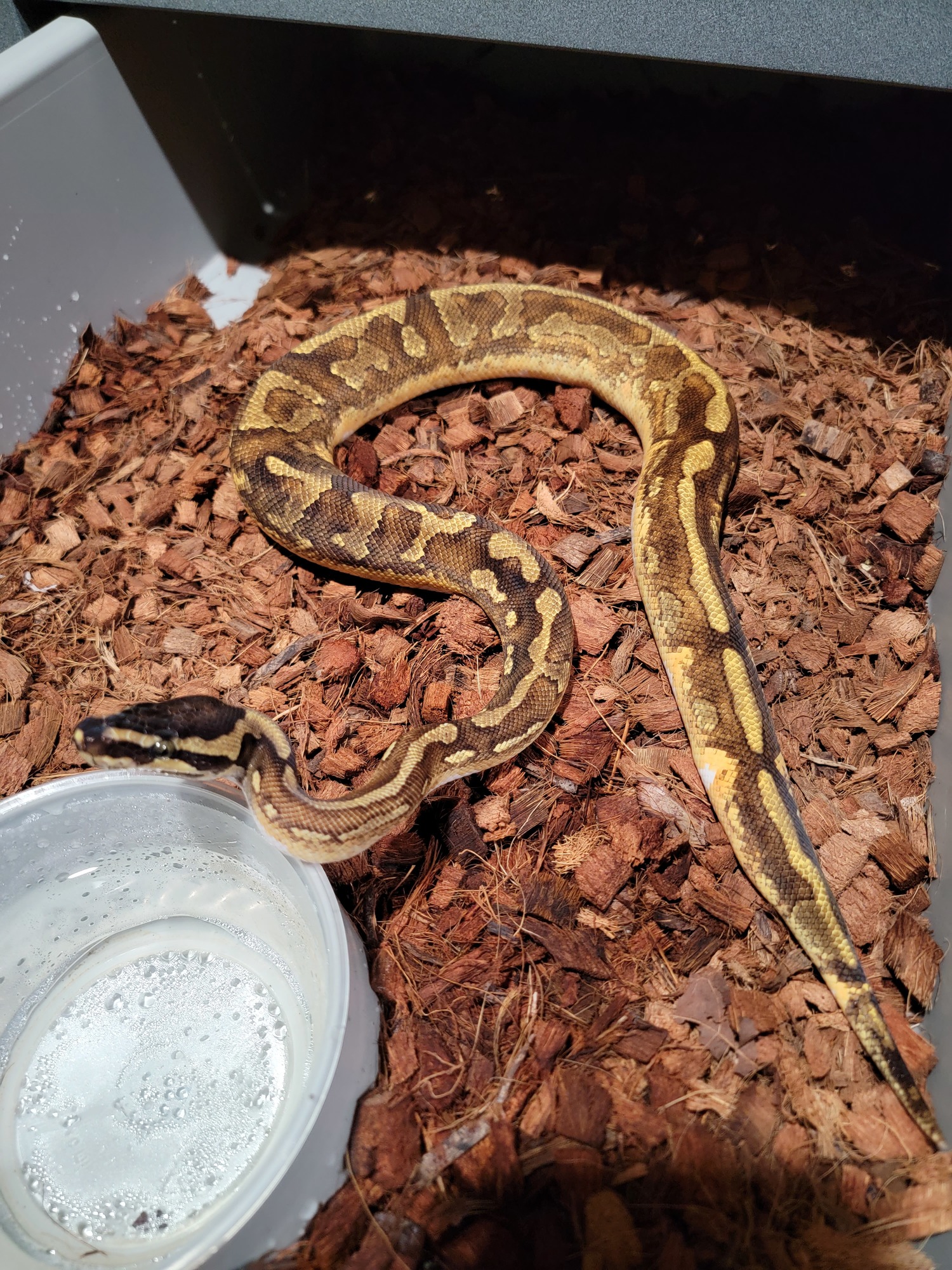Some of your most unique balls - Ball Pythons - MorphMarket Reptile ...