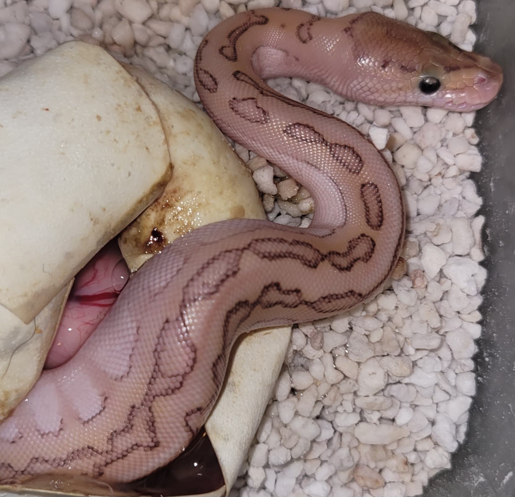 Identification Help With Clutch - Ball Pythons - MorphMarket Reptile ...