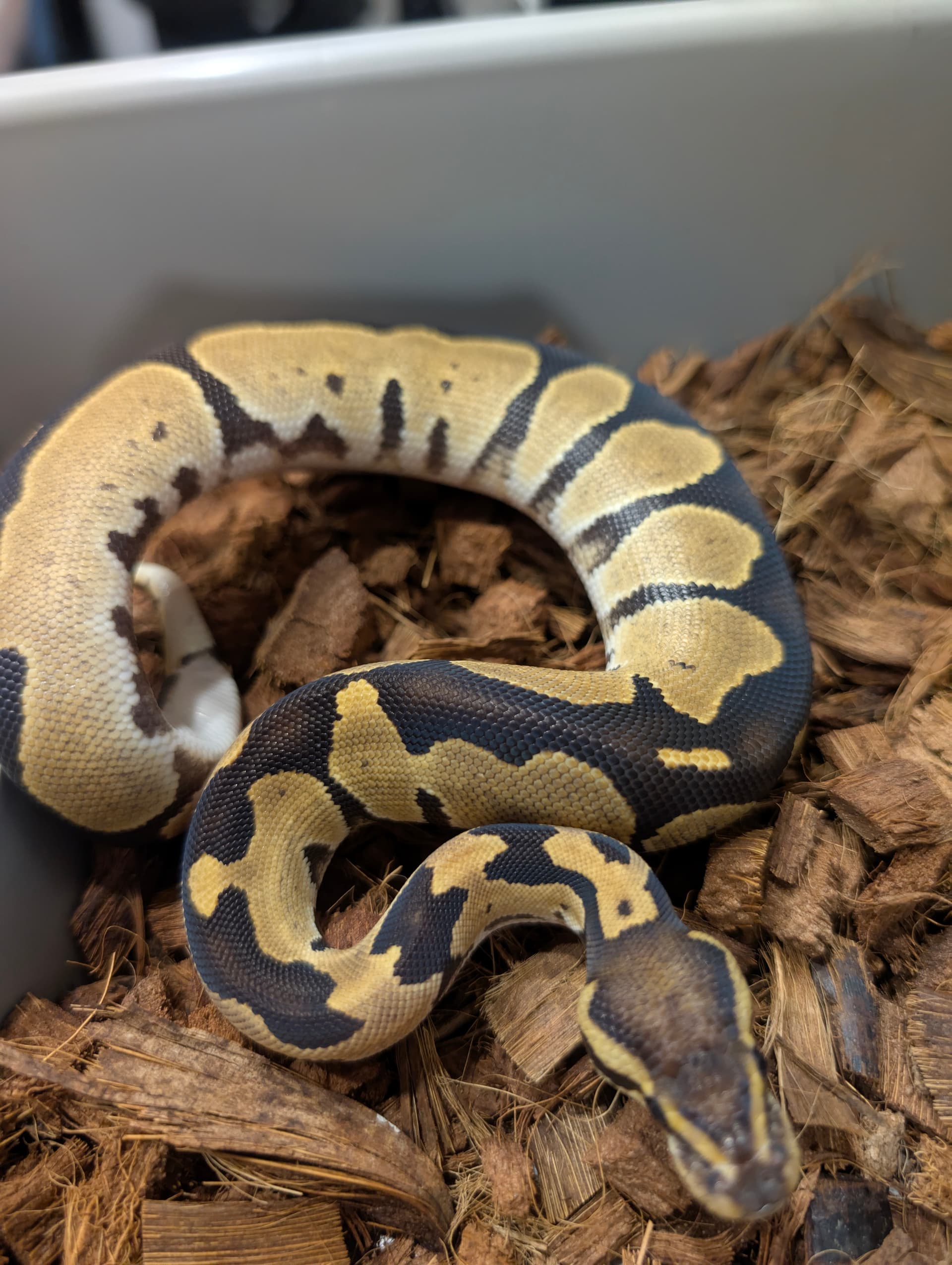 My hatchling - Ball Pythons - MorphMarket Reptile Community