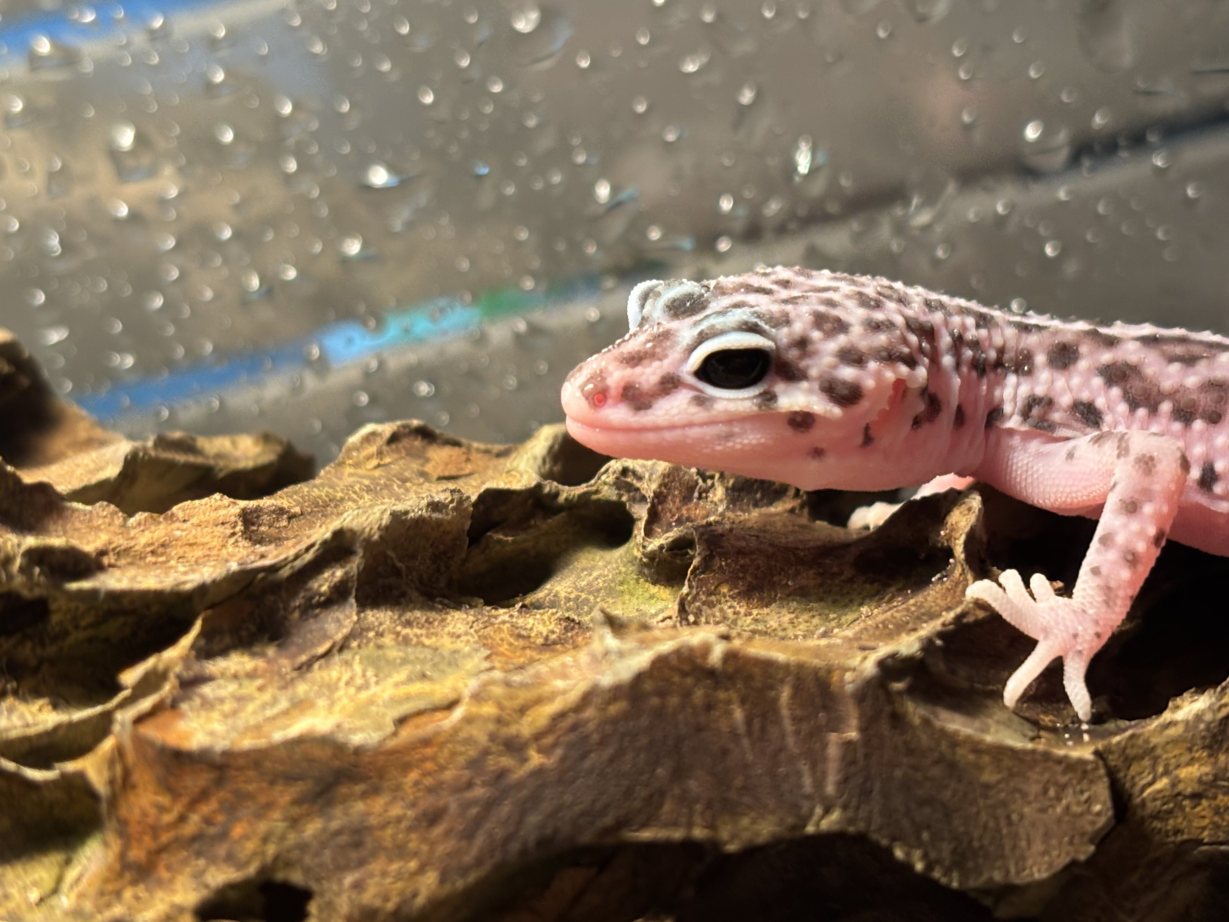Morph ID please! - Leopard Geckos - MorphMarket Reptile Community