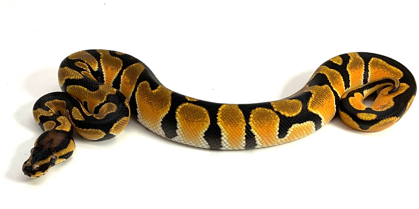High Intensity OD - Ball Python Traits - Morphpedia