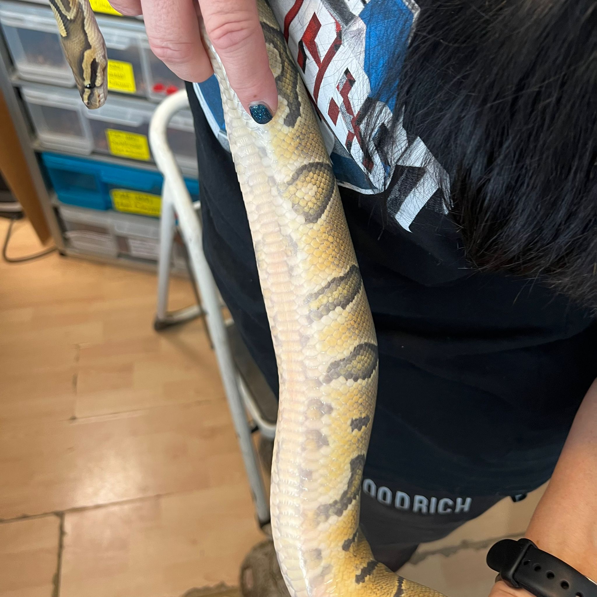 Sandstorm - Ball Python Traits - Morphpedia