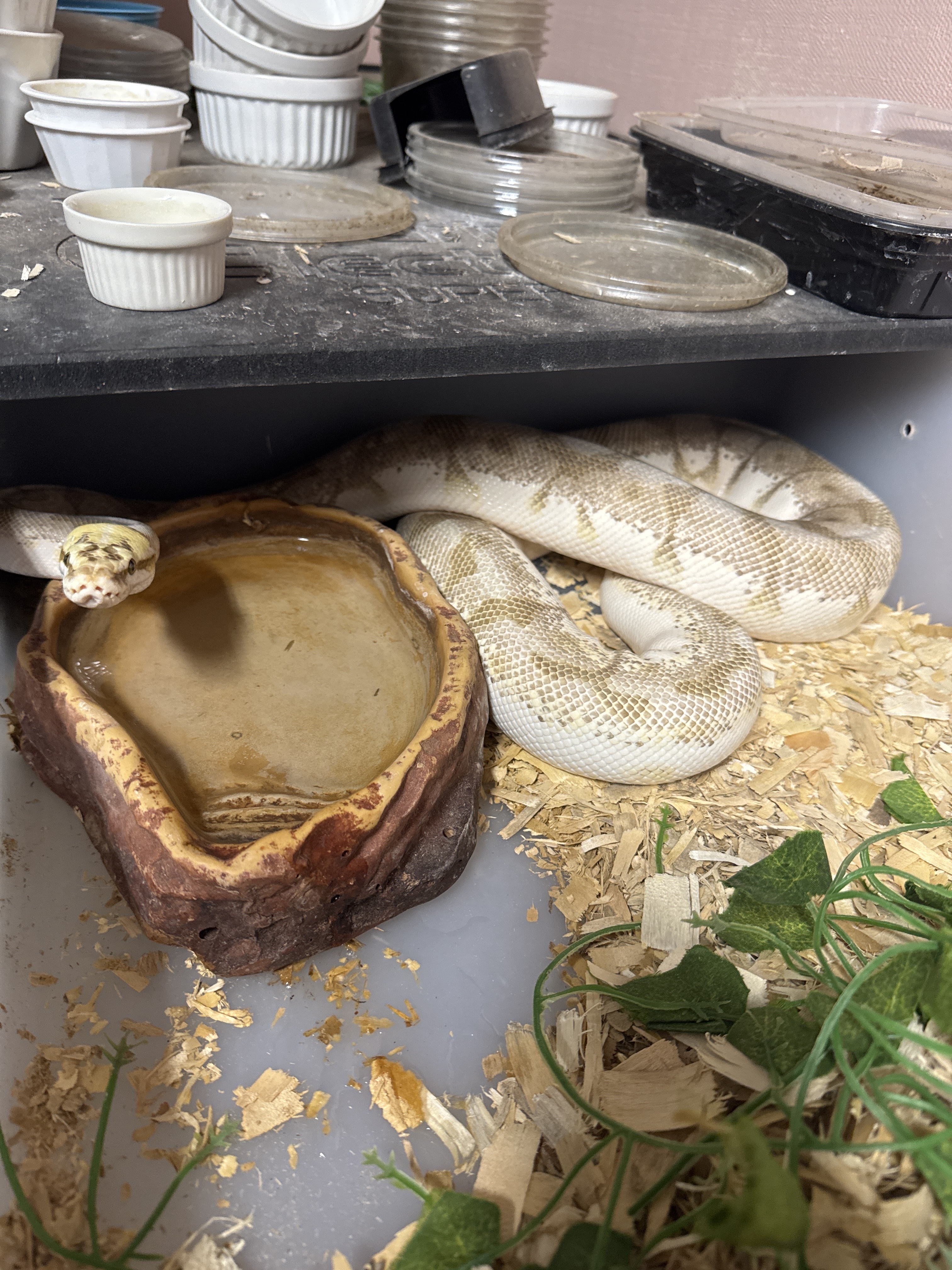 Snake identification. - Ball Pythons - MorphMarket Reptile Community