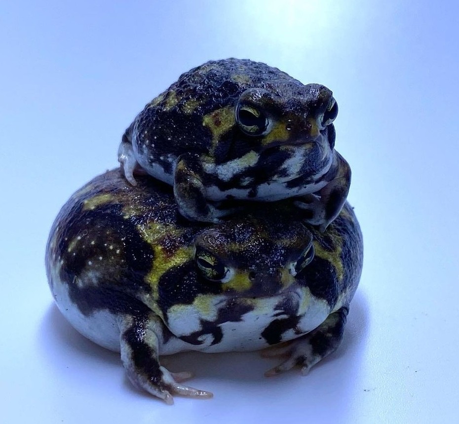 What Is This Glorious Creature Rain Frogs Other Amphibians