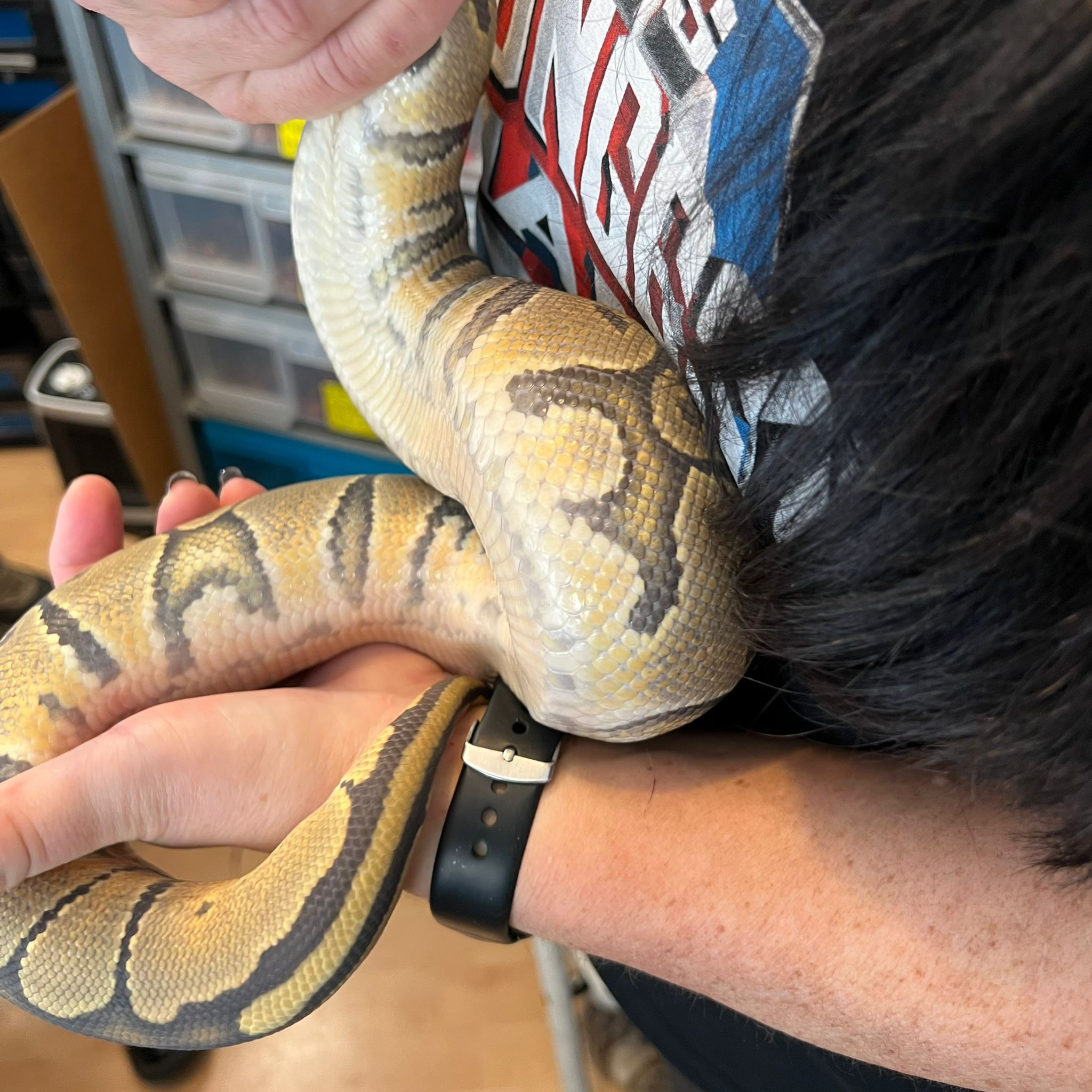 Sandstorm - Ball Python Traits - Morphpedia