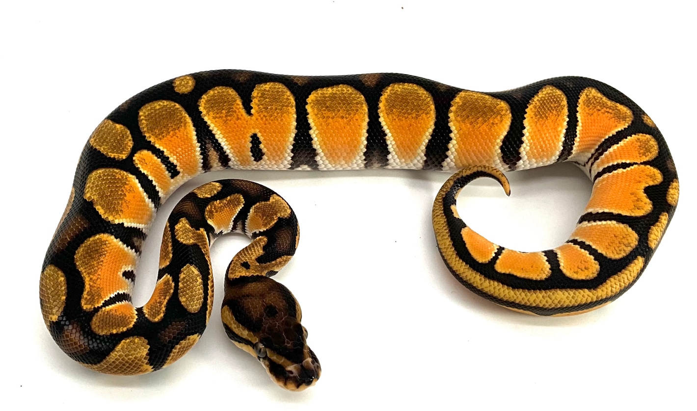 High Intensity OD - Ball Python Traits - Morphpedia