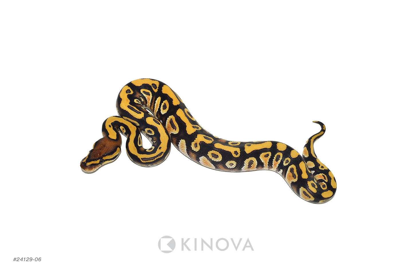 Arid - Ball Python Traits - Morphpedia