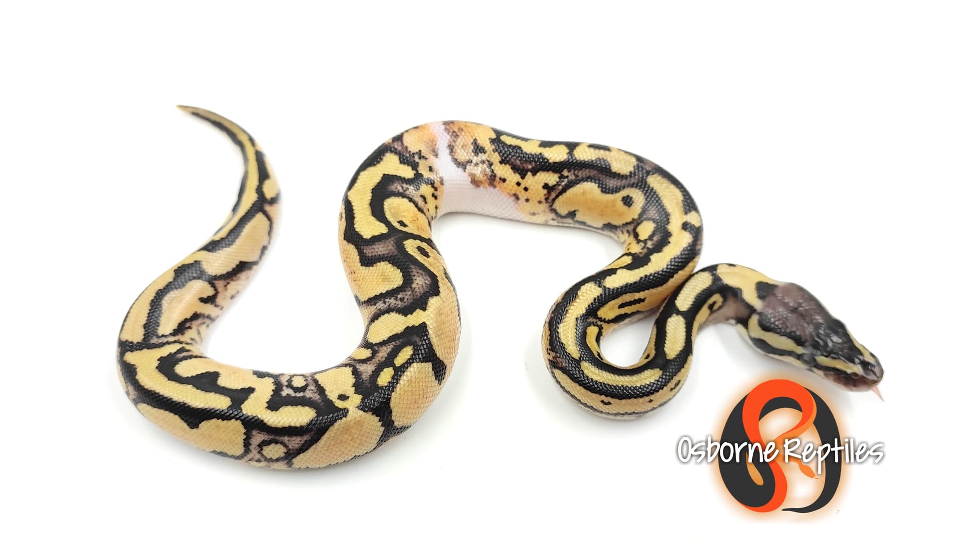 Show off your Ball Pythons - #1156 by foxreptile - Ball Pythons ...
