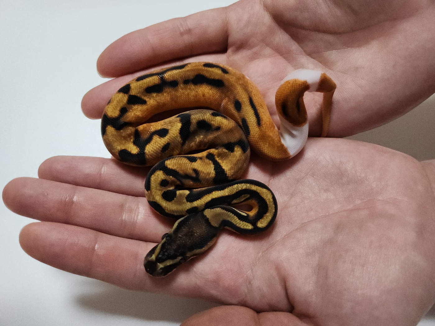 Please help ID pied combos - Ball Pythons - MorphMarket Reptile Community