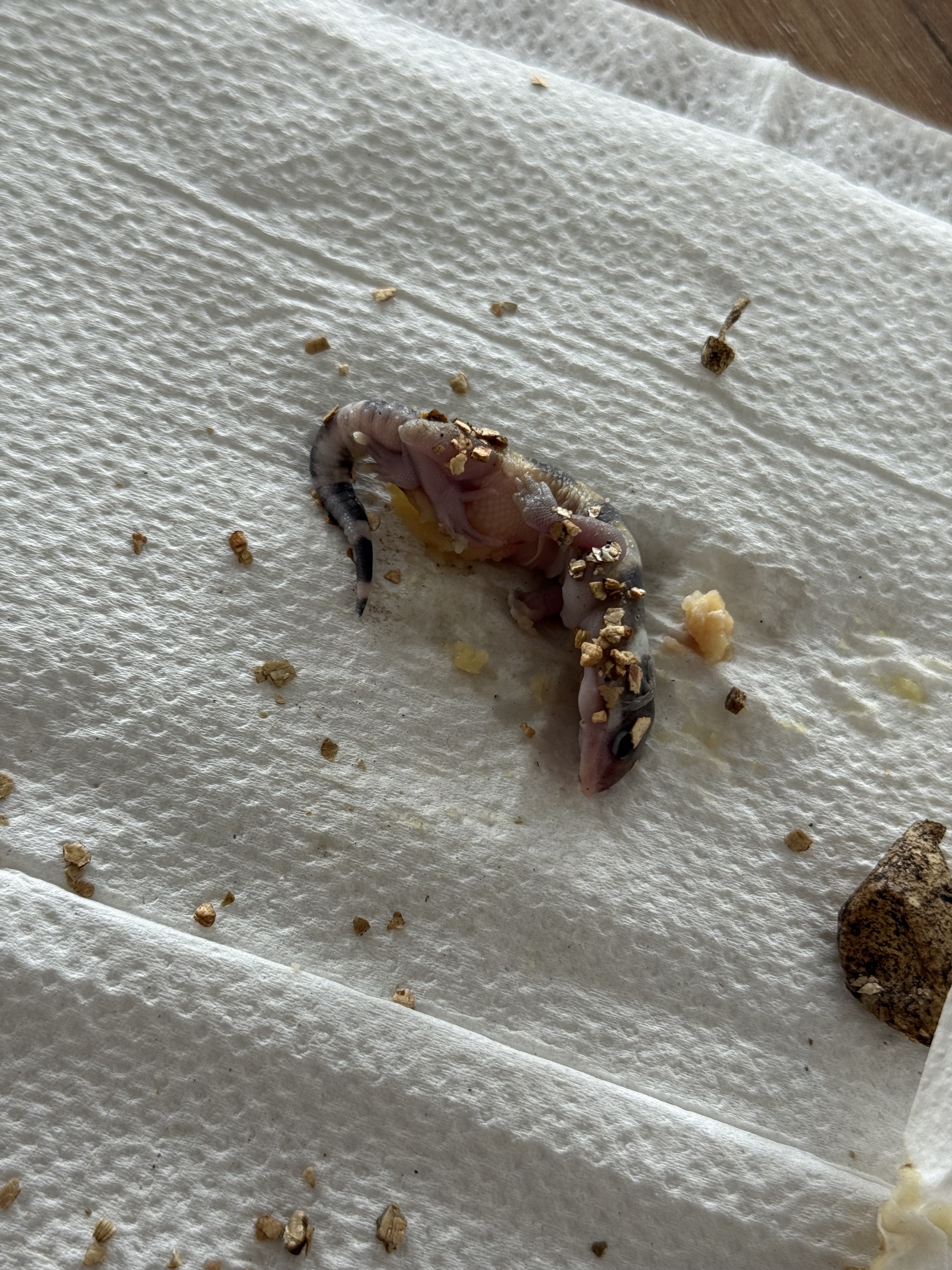 leopard gecko eggs dented