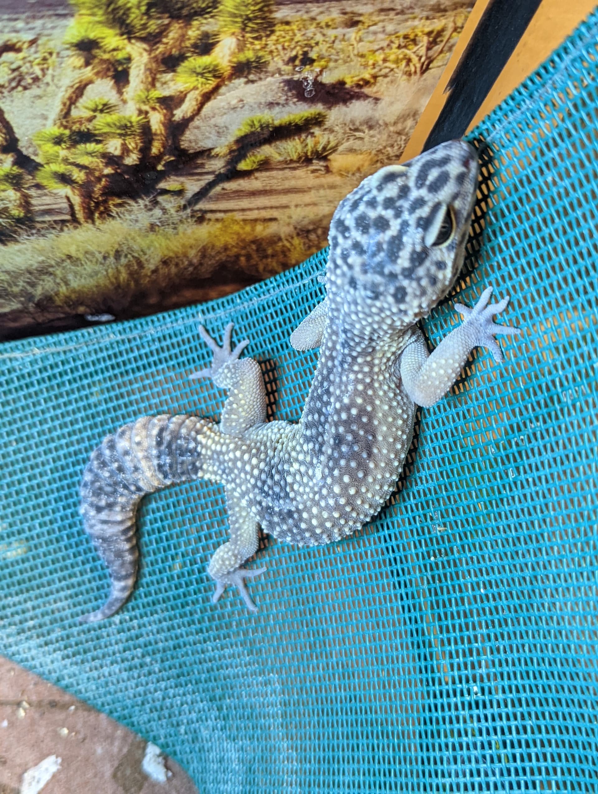 Leopard gecko identification help - Leopard Geckos - MorphMarket ...