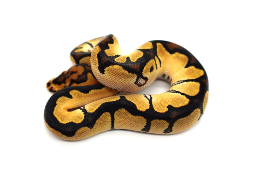High Intensity OD - Ball Python Traits - Morphpedia