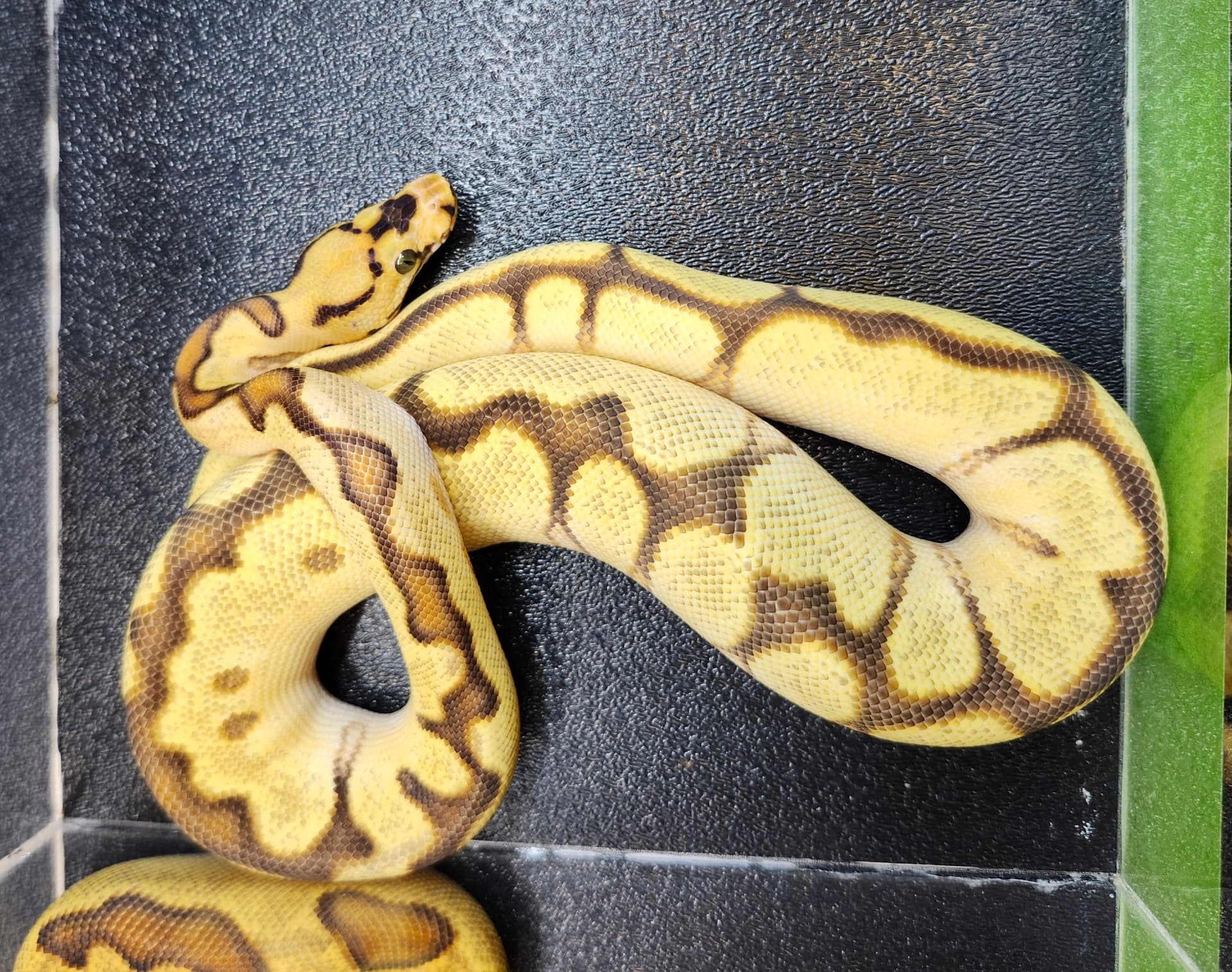 Iridescent ID BP - Ball Pythons - MorphMarket Reptile Community