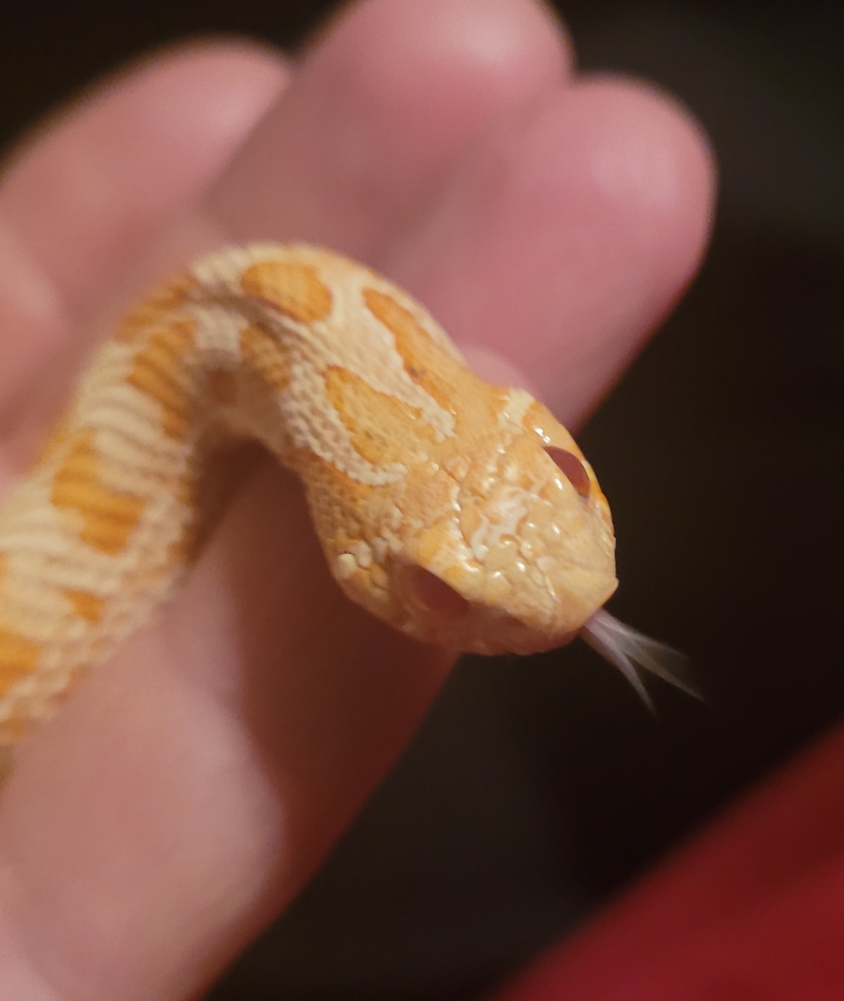 Show off your Hognose Snakes! - Western Hognose - MorphMarket Reptile ...