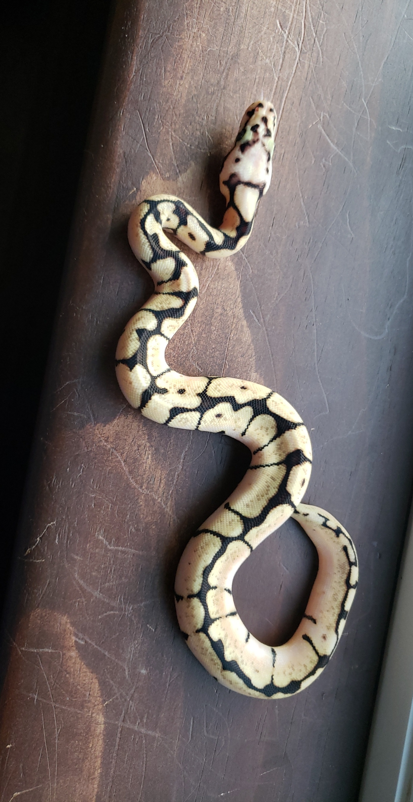 Bumblebee or calibee? - Ball Pythons - MorphMarket Reptile Community