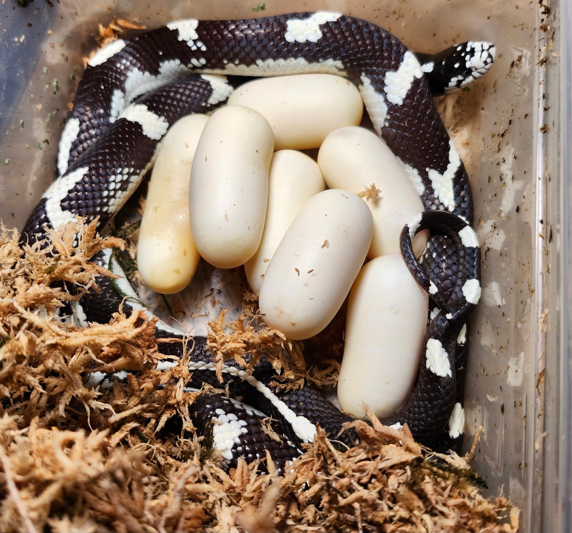SCALELESS California Kingsnakes - Kingsnakes - MorphMarket Reptile ...