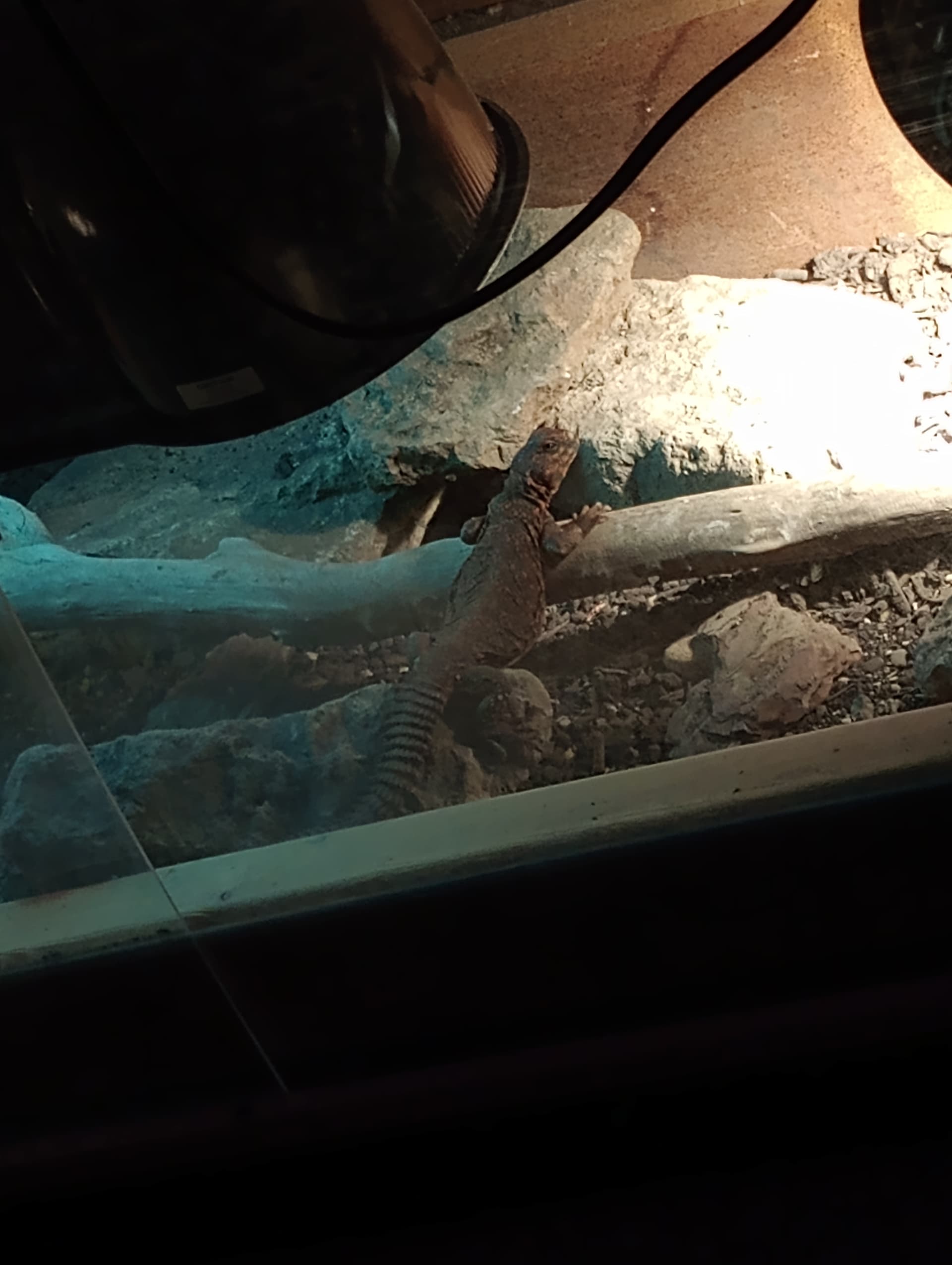 Advice on rehoming my Red Saharan Female Uromastyx - All Reptiles ...