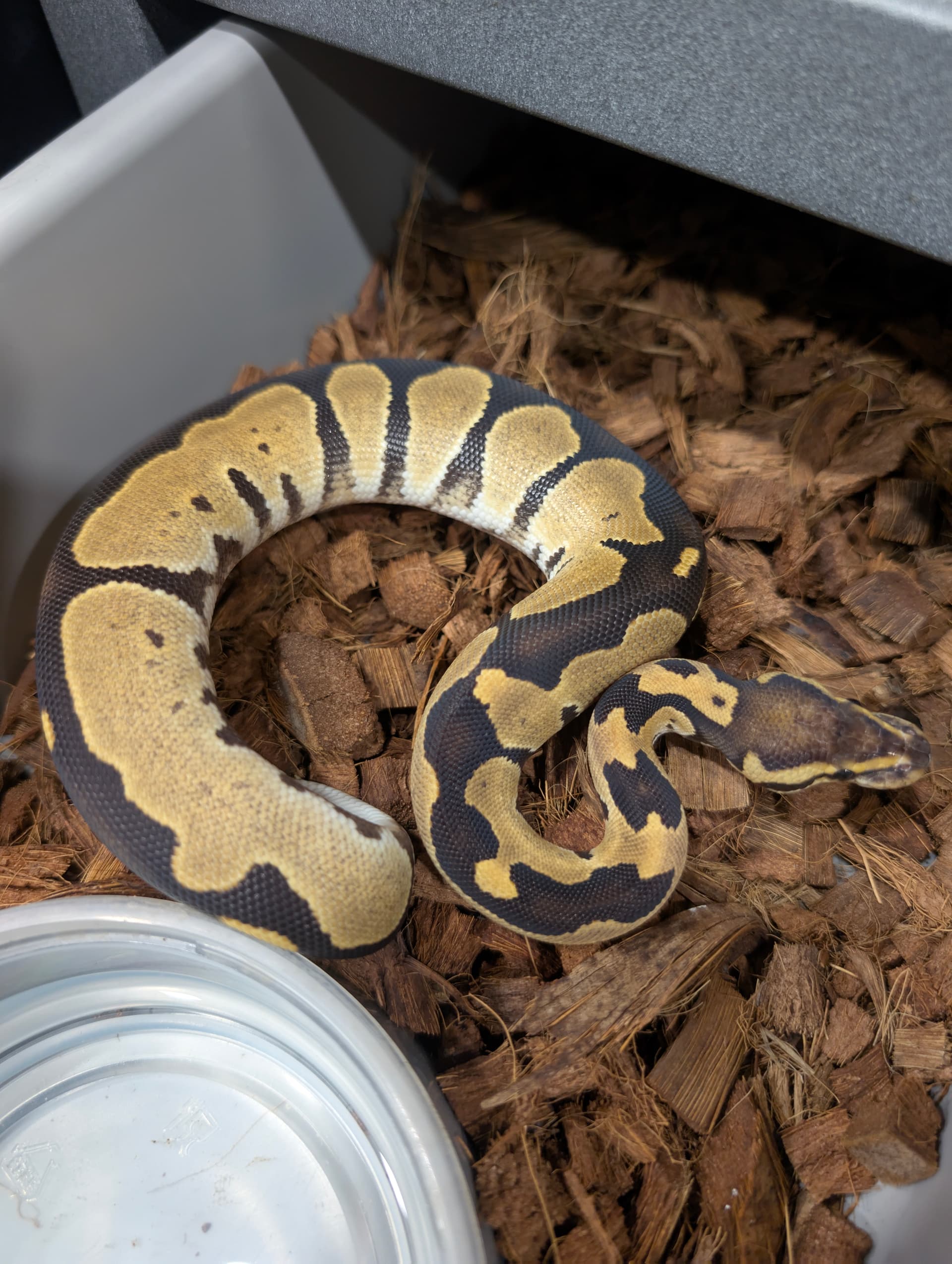 My hatchling - Ball Pythons - MorphMarket Reptile Community