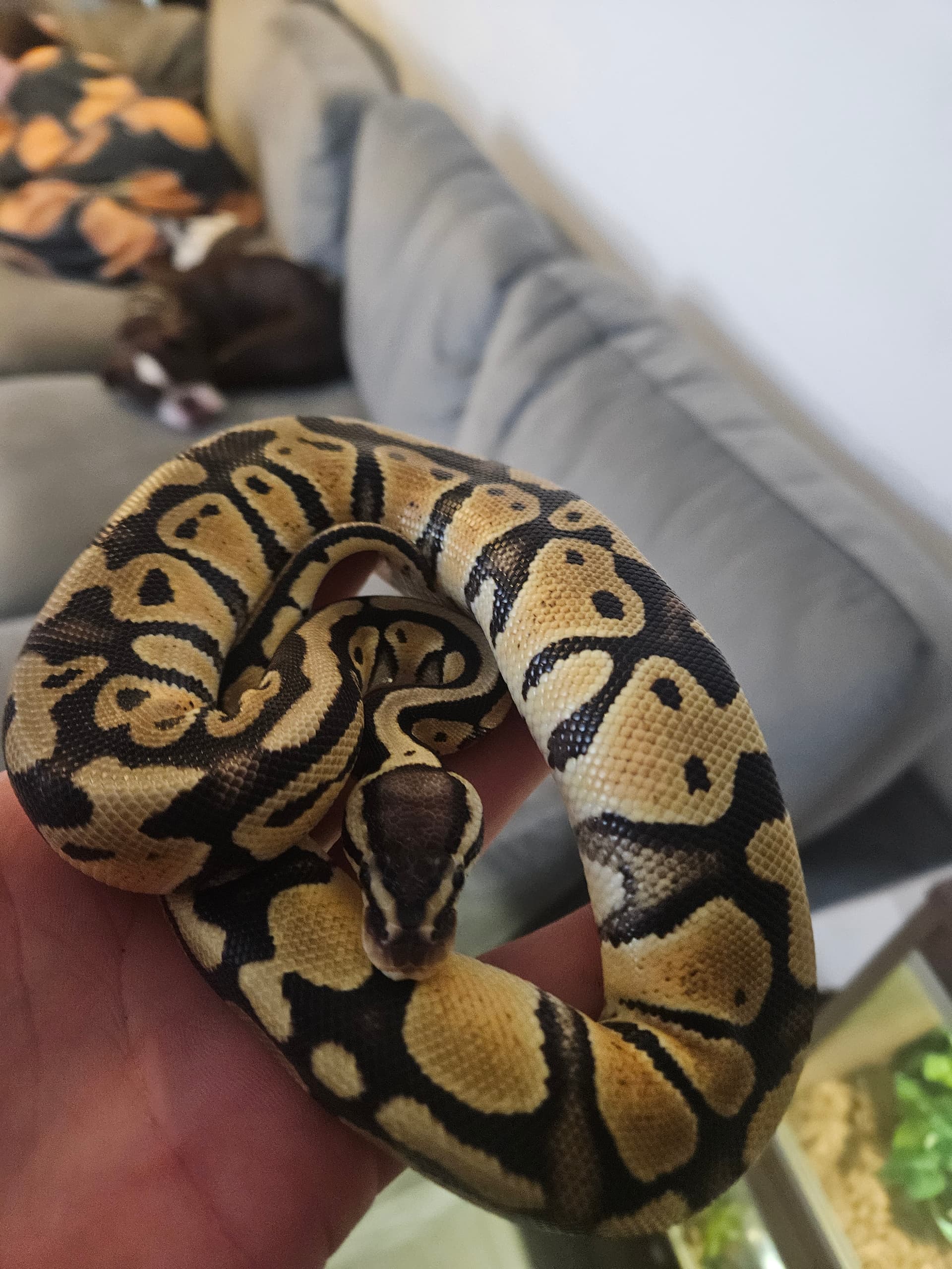 Need help identifying morphs - Ball Pythons - MorphMarket Reptile Community