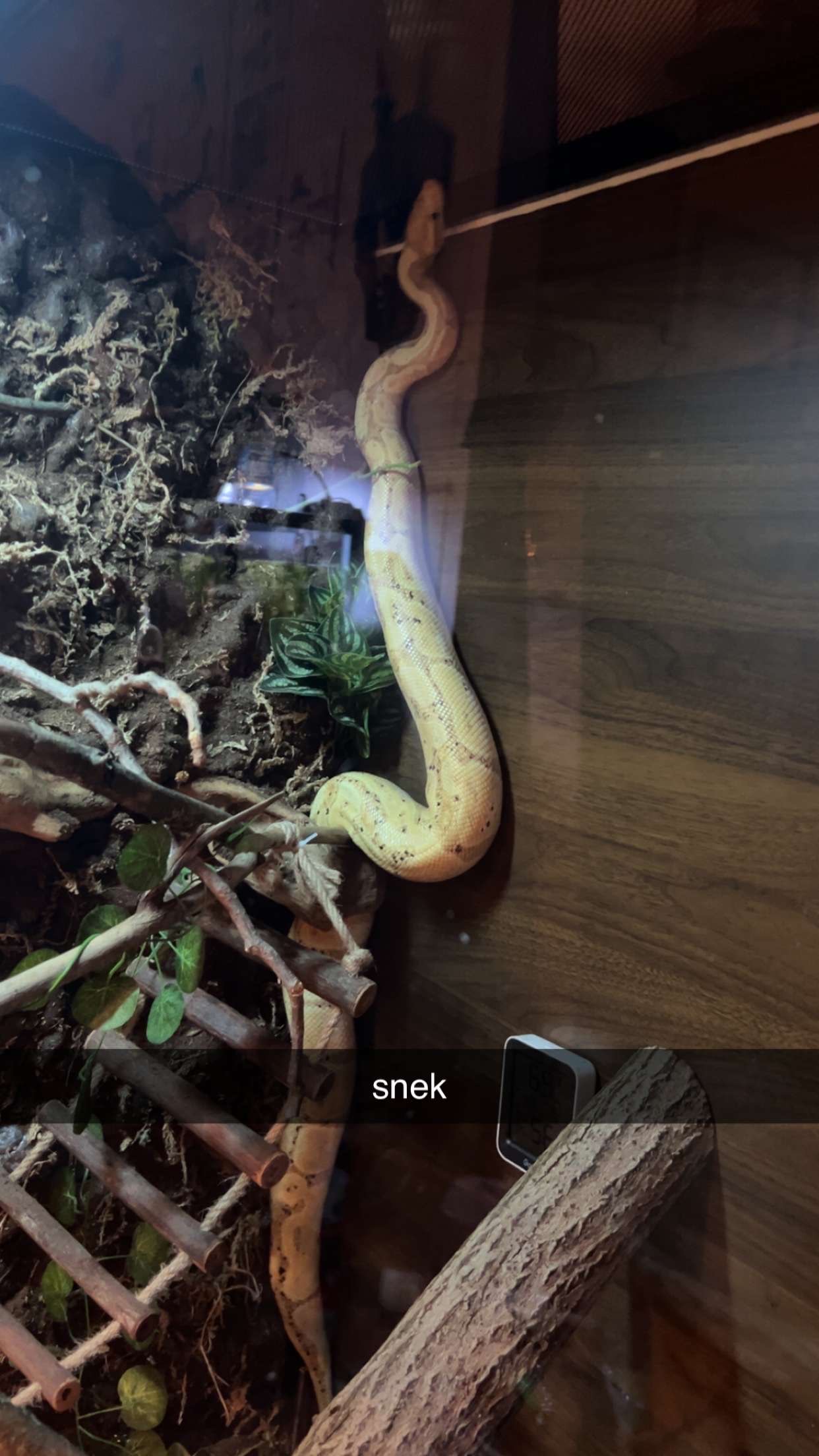 Banana morph? - Ball Pythons - MorphMarket Reptile Community