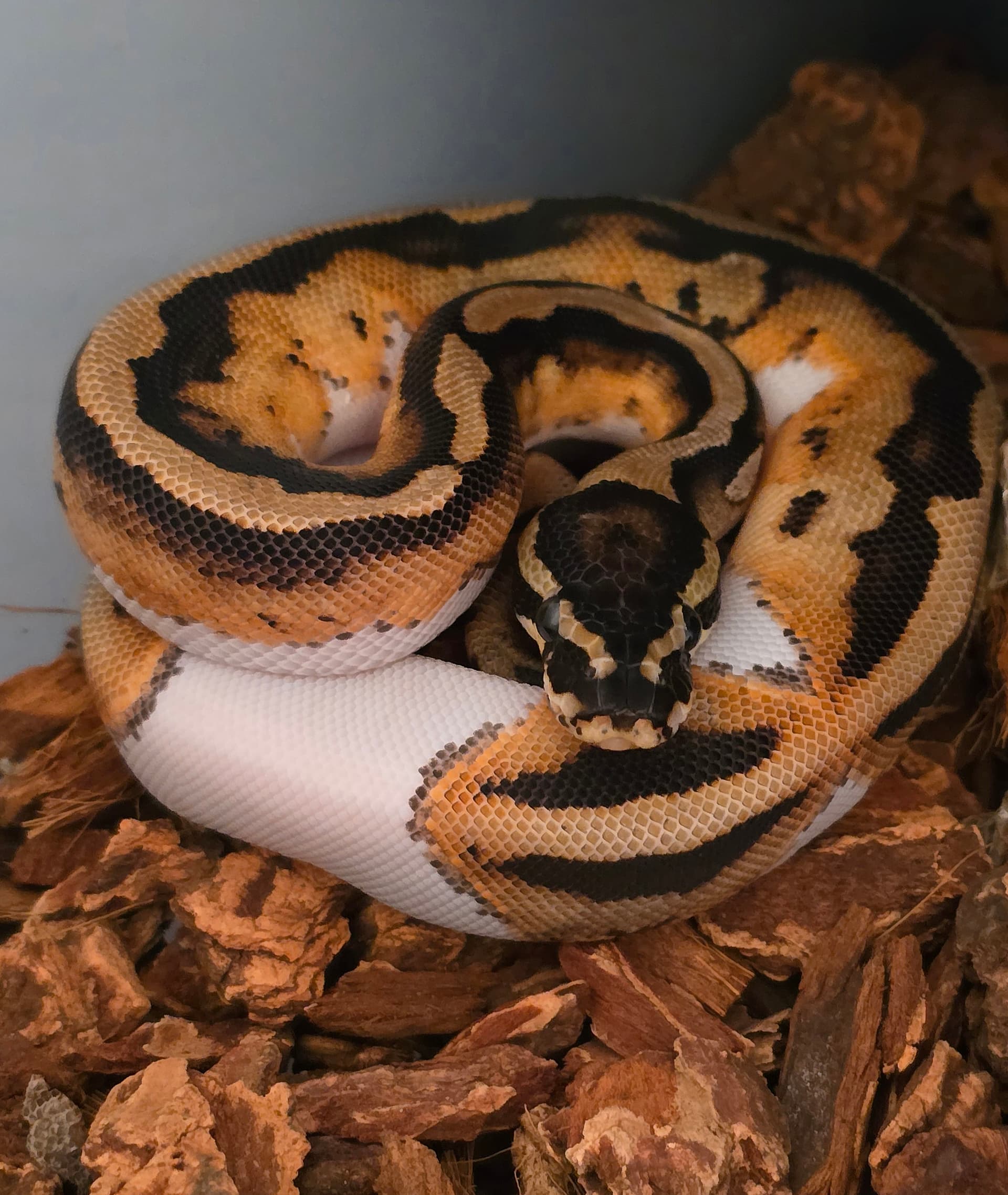 Pied and what else? - Ball Pythons - MorphMarket Reptile Community