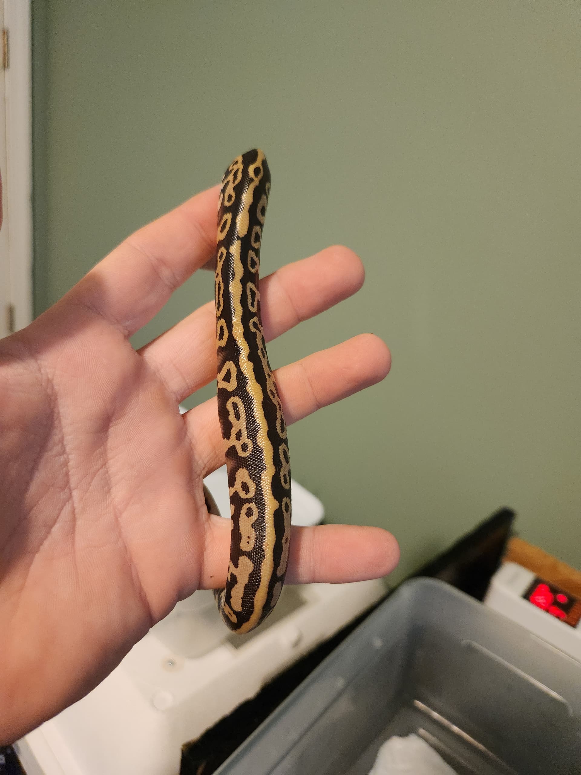 Help identifying hatchlings - Ball Pythons - MorphMarket Reptile Community