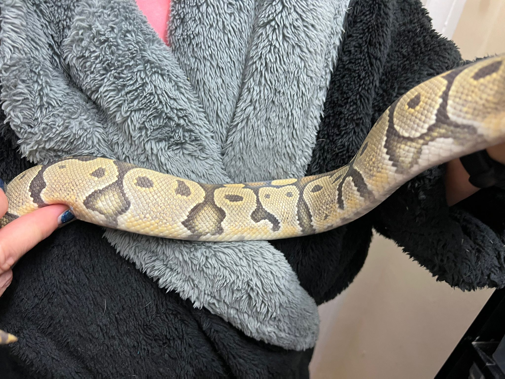 Sandstorm - Ball Python Traits - Morphpedia