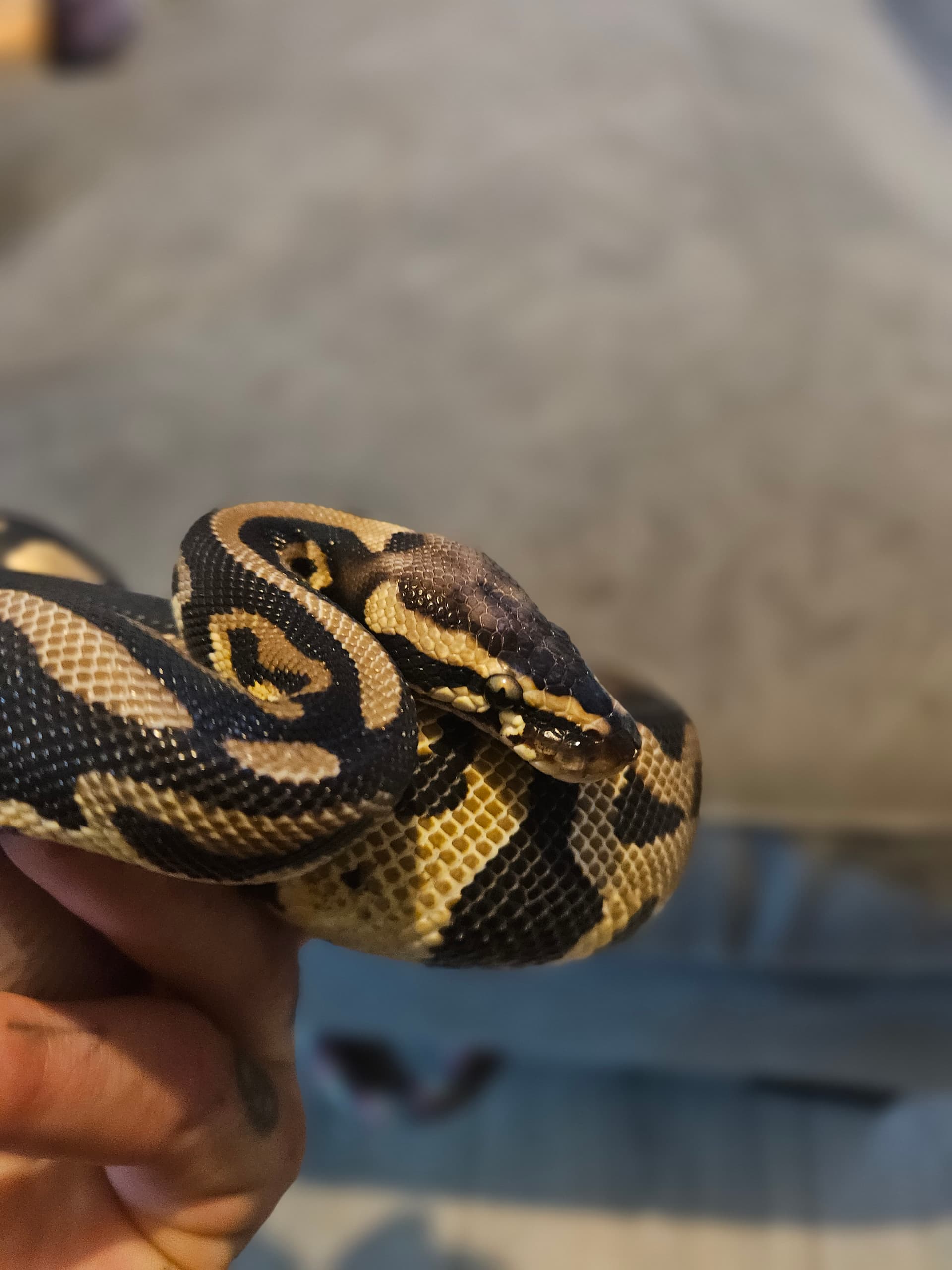 Need help identifying morphs - Ball Pythons - MorphMarket Reptile Community