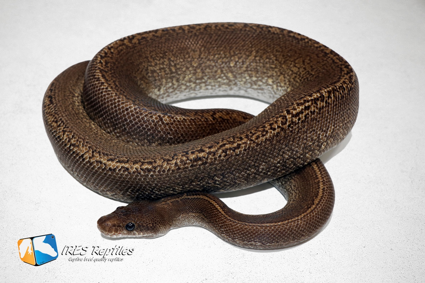 Moray - Ball Python Traits - Morphpedia