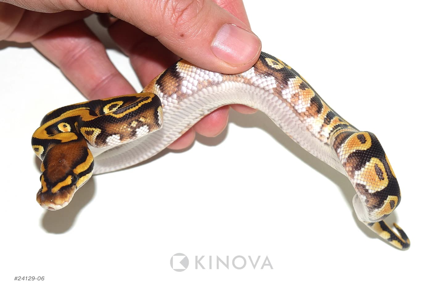 Arid - Ball Python Traits - Morphpedia