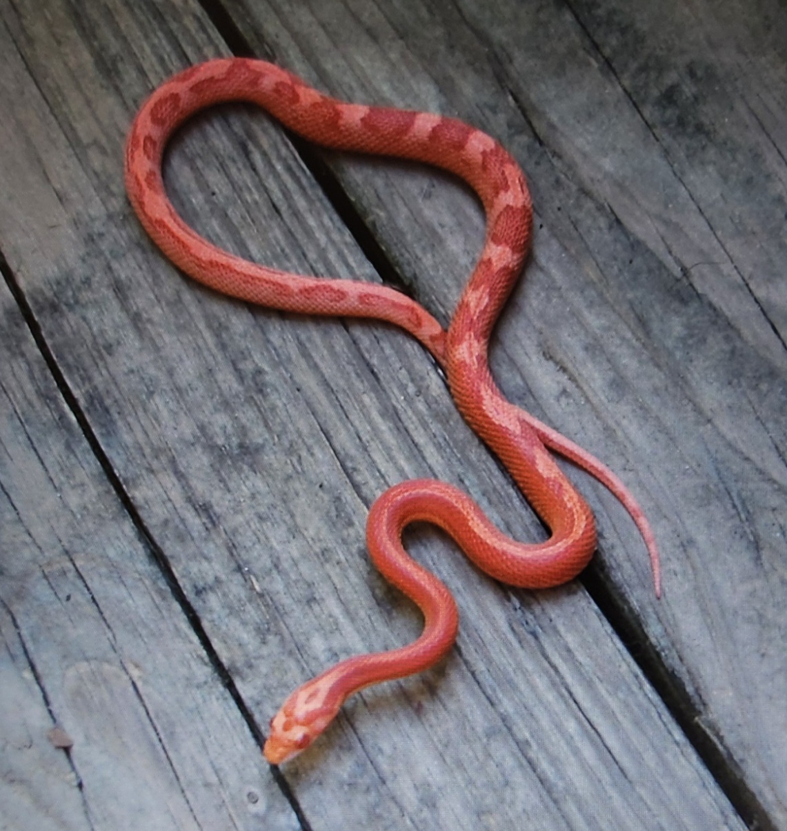 Pics of Blaze - Corn Snakes - MorphMarket Reptile Community