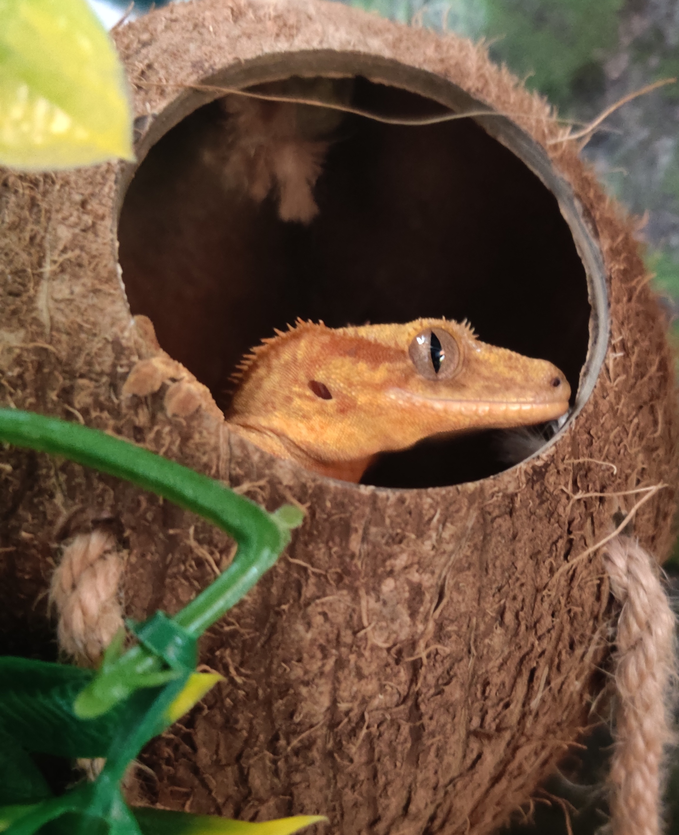 Show your silly reptile pictures! - Page 9 - All Reptiles - MorphMarket ...